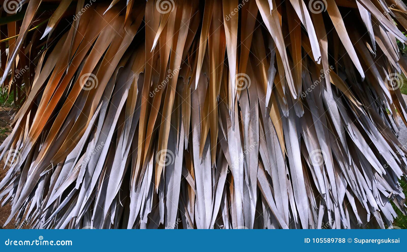 Closeup Dried Palm Tree Leaves Texture Stock Photo - Image of detail ...