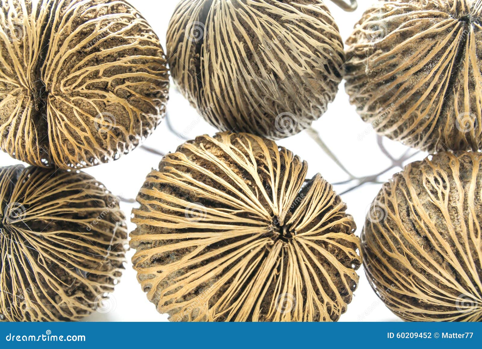 Closeup Dried Buddha Palm Seed Stock Photo - Image of tone, fabric ...