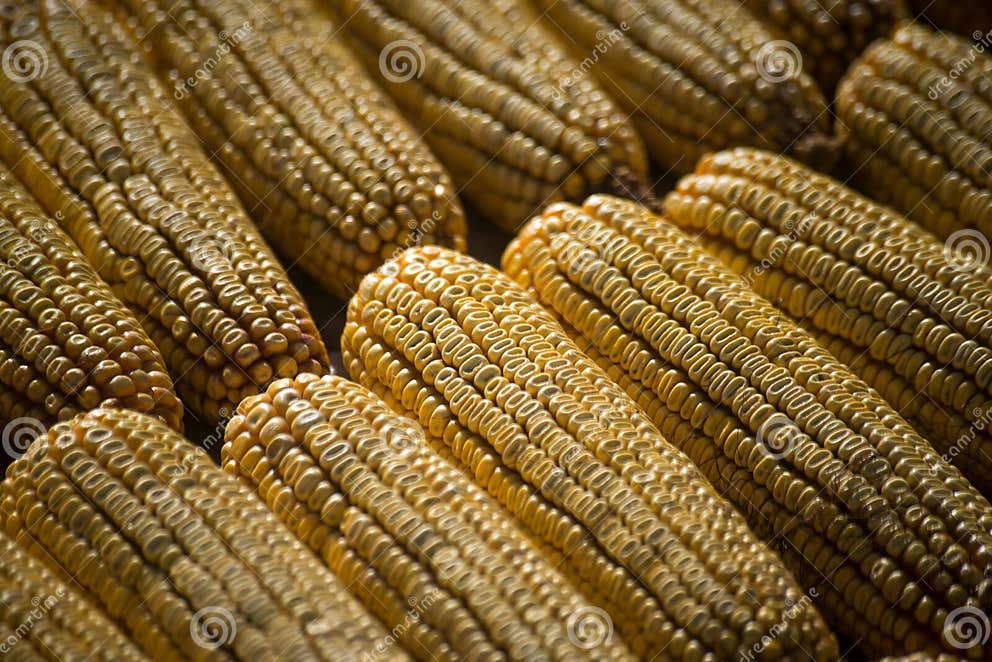 Dried Corn Alignment at the Market Stock Photo - Image of ingredient, nutrition: 293532668