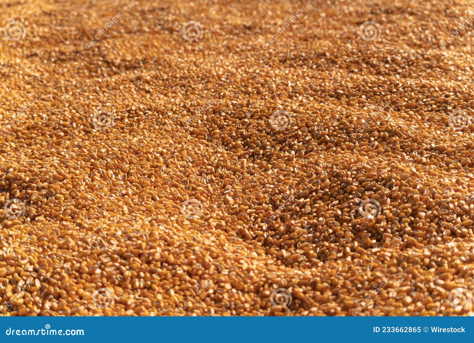 Closeup of Dried Corn Kernel in a Huge Container Under the Lights Stock ...