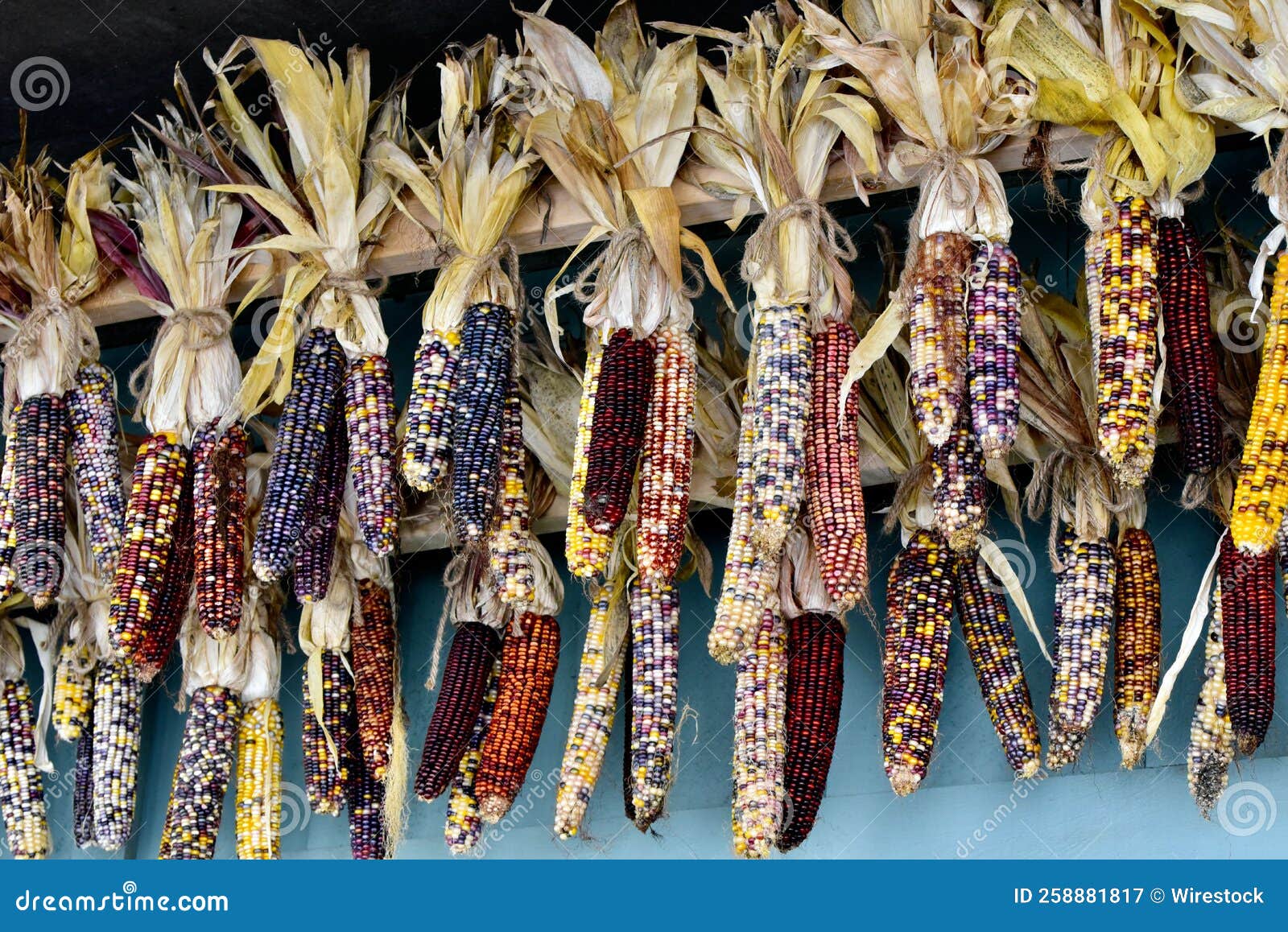 Closeup of Dried Corn Stalks. Variegated Maize Ears. Fall Festive ...