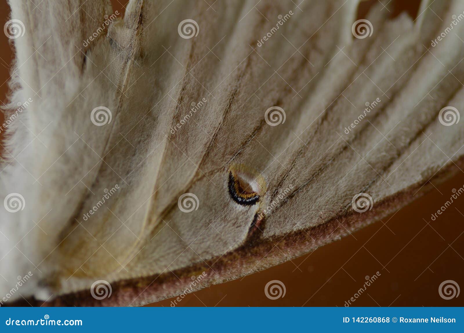 Closeup of Dried Luna Moth Wing Stock Photo - Image of lunamoth ...