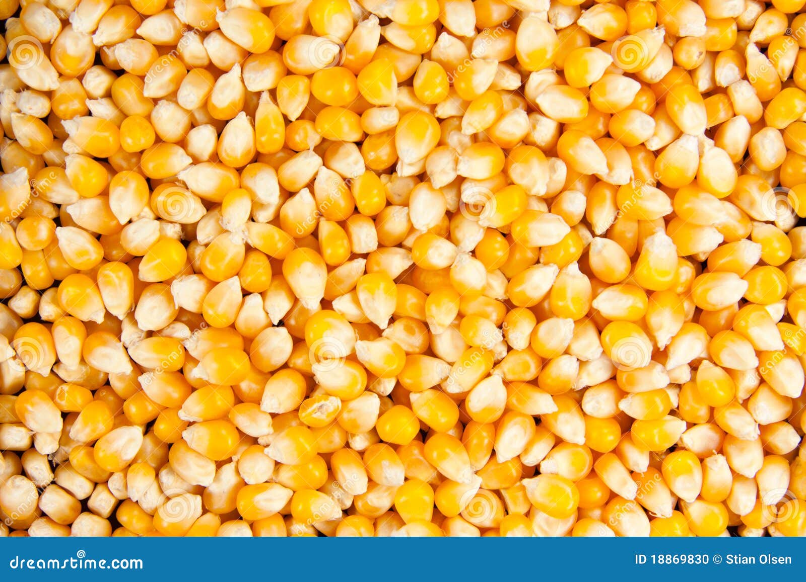 Closeup of Dried Maise Corn Stock Photo - Image of golden, agriculture ...