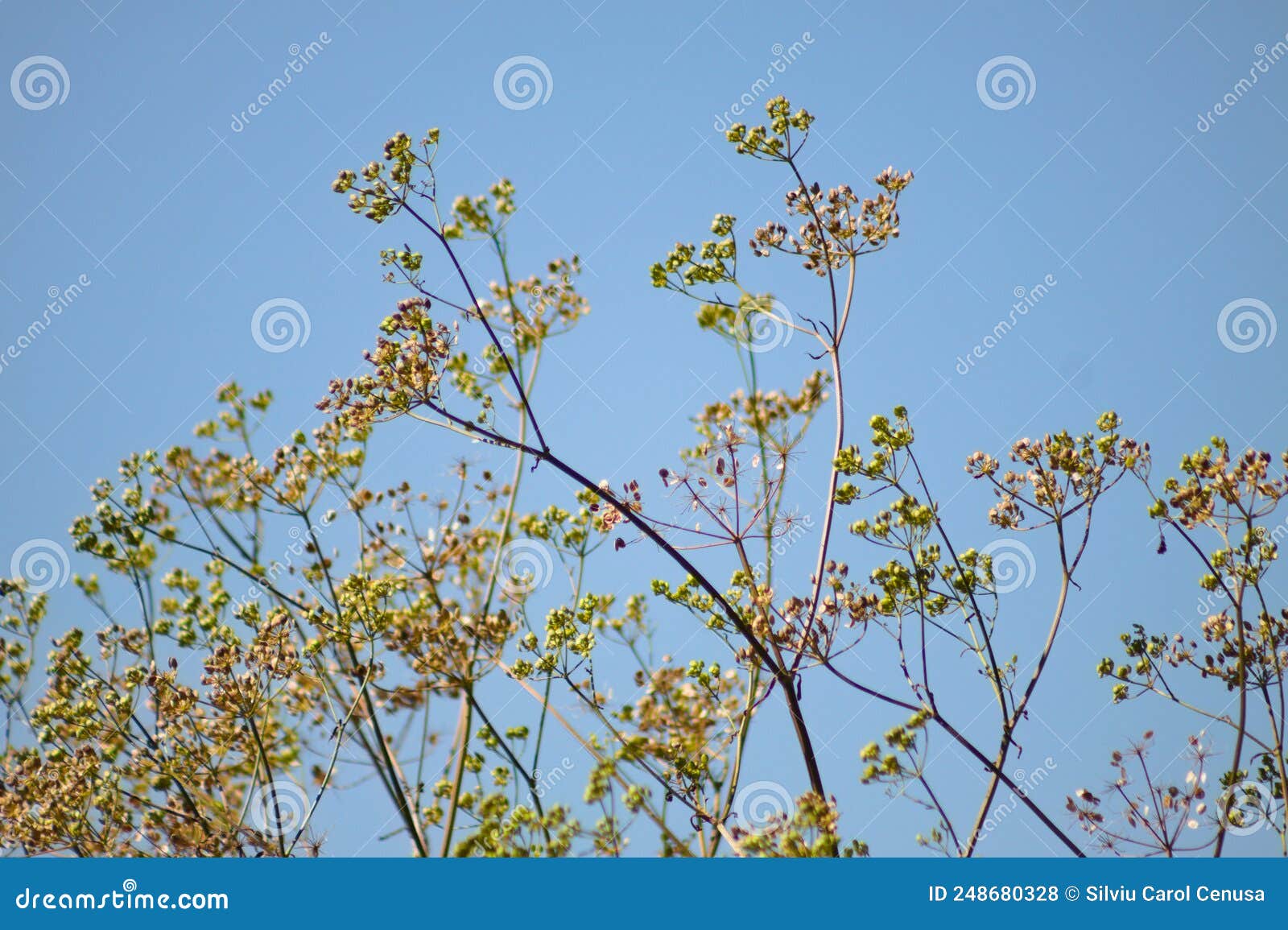 Closeup of Dried Poison Hemlock with Blue Sky on Background Stock Photo ...