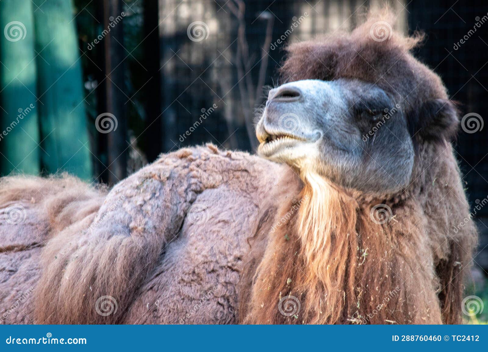 Closeup of a Dromedary Camel Stock Photo - Image of travel, camelidae ...