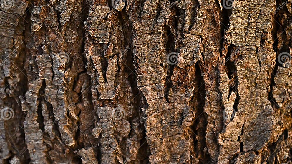 Closeup of Dry Bark of the Tree Stock Image - Image of material ...