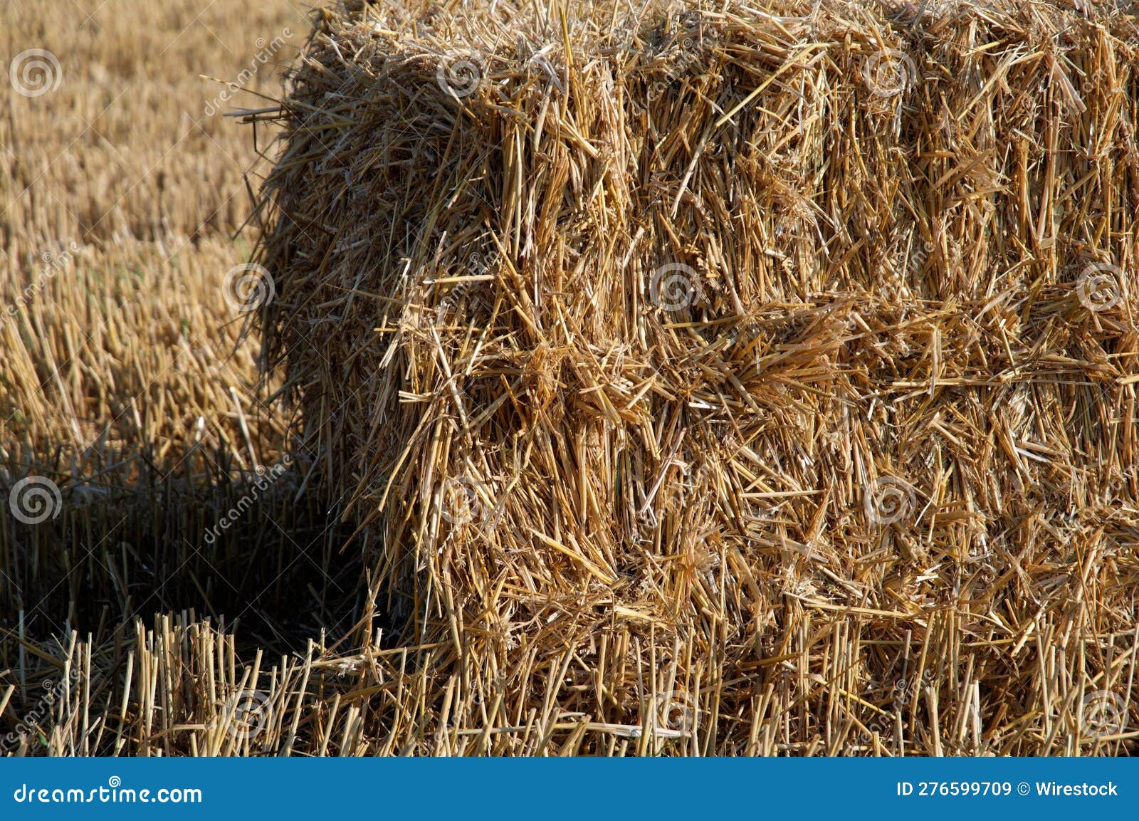 Closeup of a Dry, Barren Field Featuring Rectangular Bales of Hay Stock ...