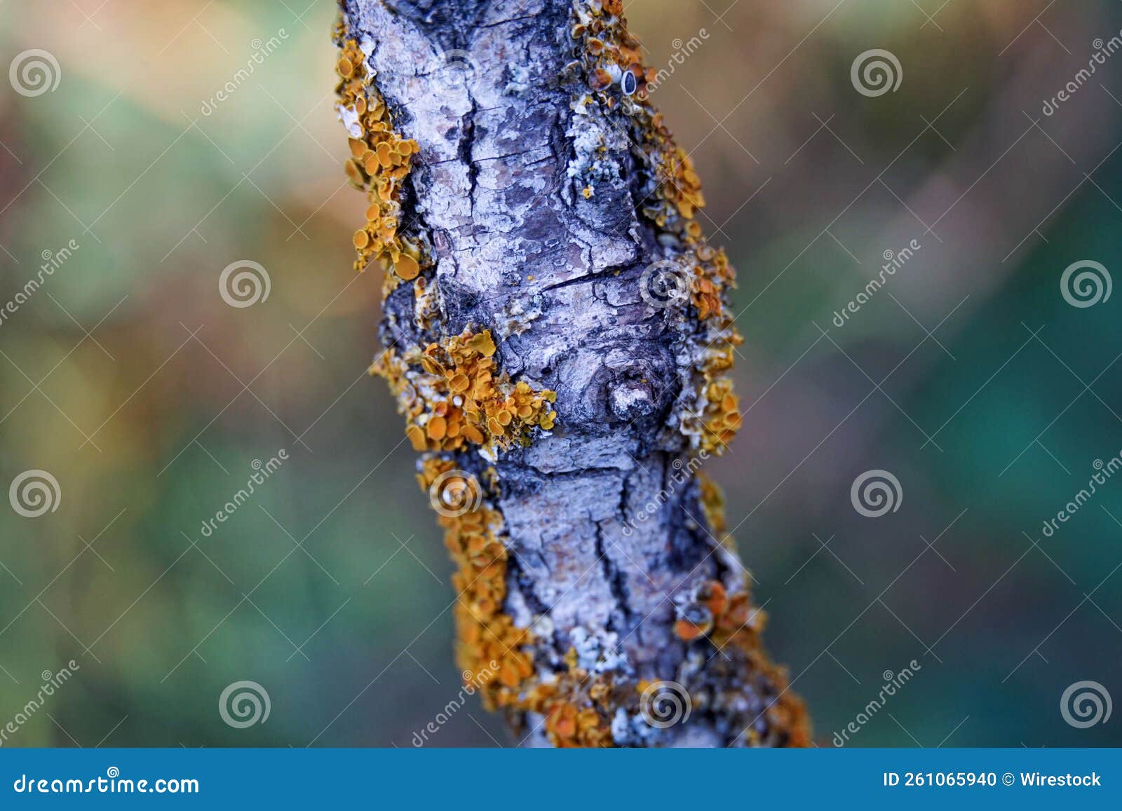 Closeup of a Dry Cracked Tree Branch Covered with Yellow Moss Stock ...