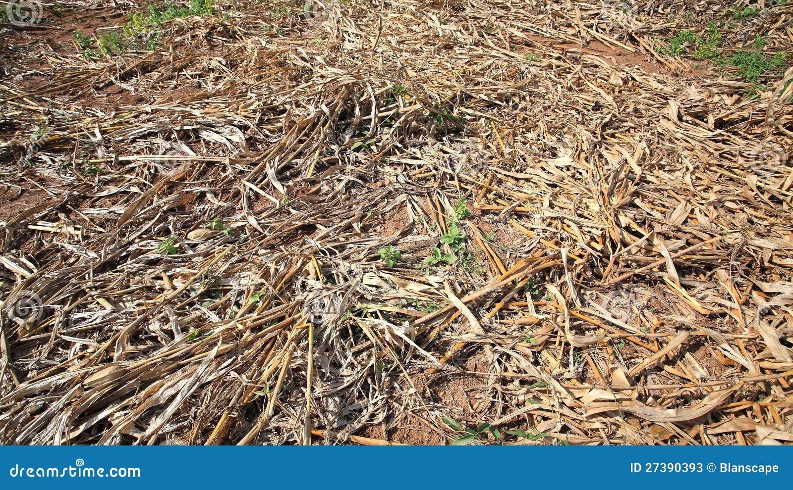 Closeup dry crop stock image. Image of closeup, feed - 27390393