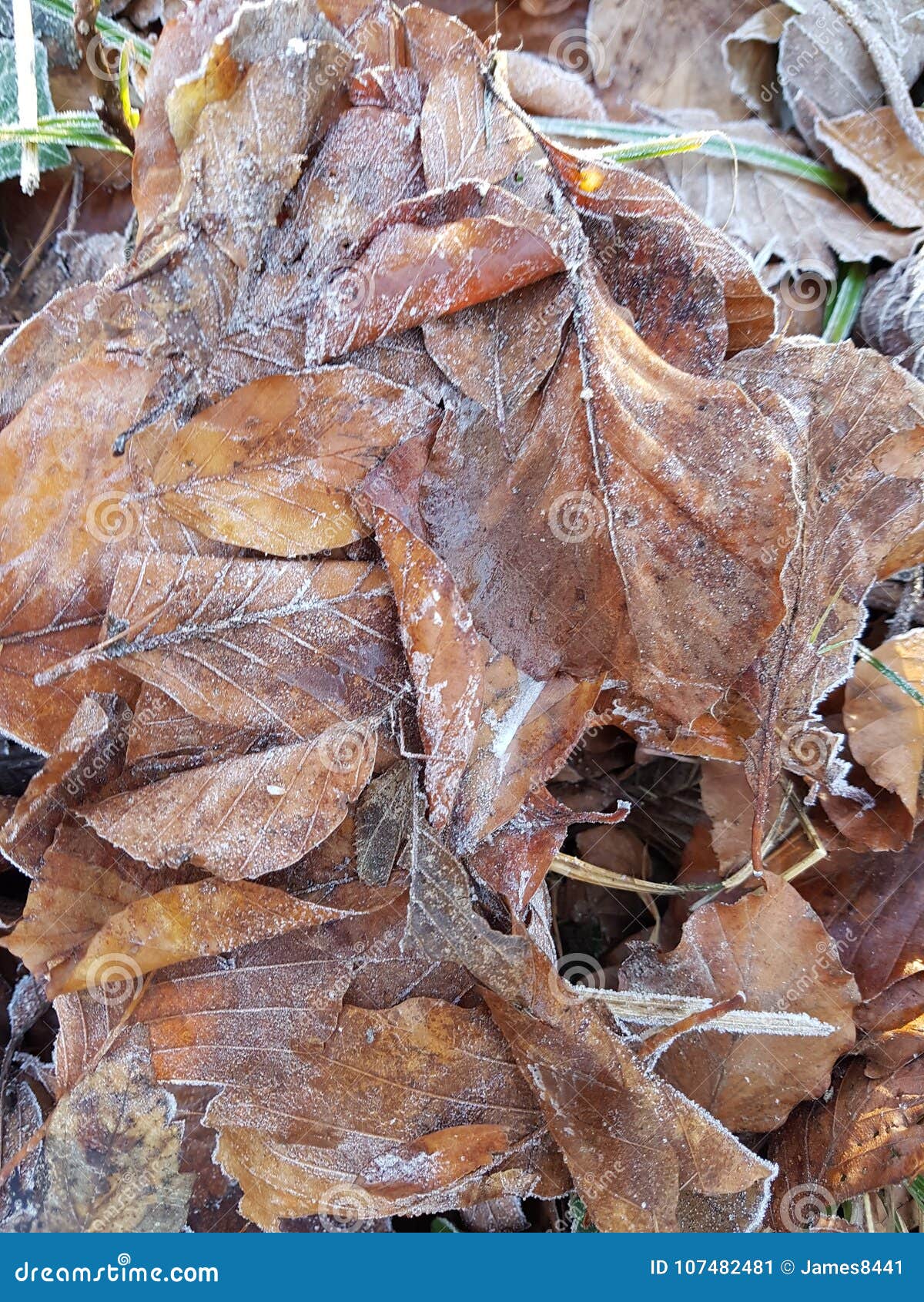 Closeup of Dry Fallen Leaves Stock Image - Image of forest, fallen ...