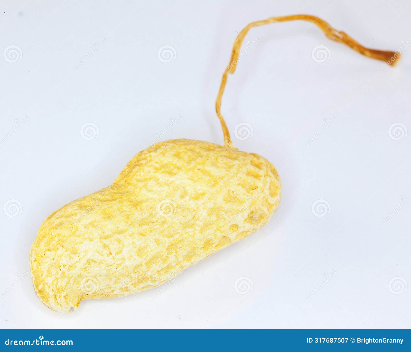 One Roasted Monkey Nut with it S Stem. Stock Image - Image of botanical ...