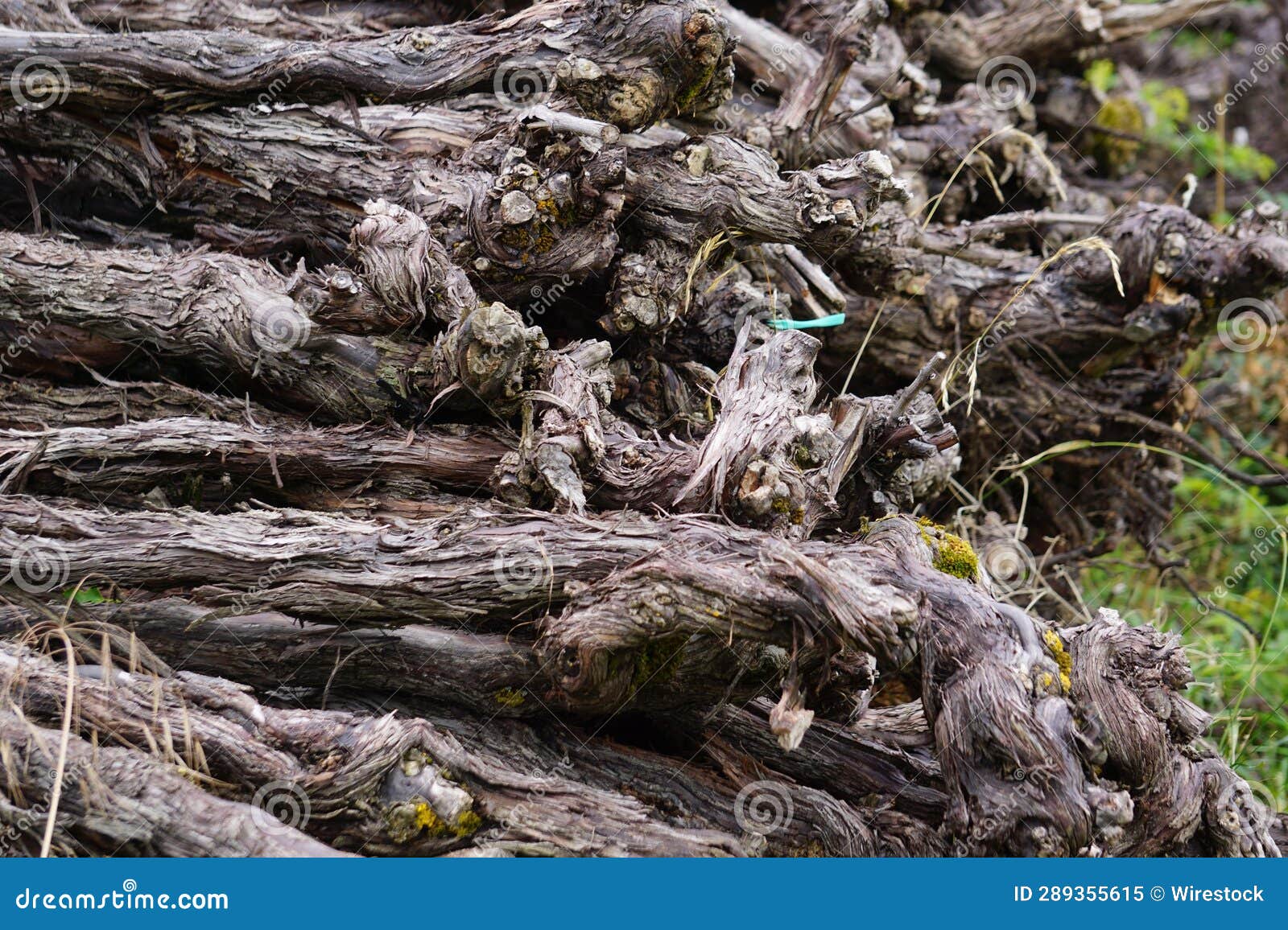 Closeup of the Dry Roots of a Large Tree, Surrounded by Greenery and ...
