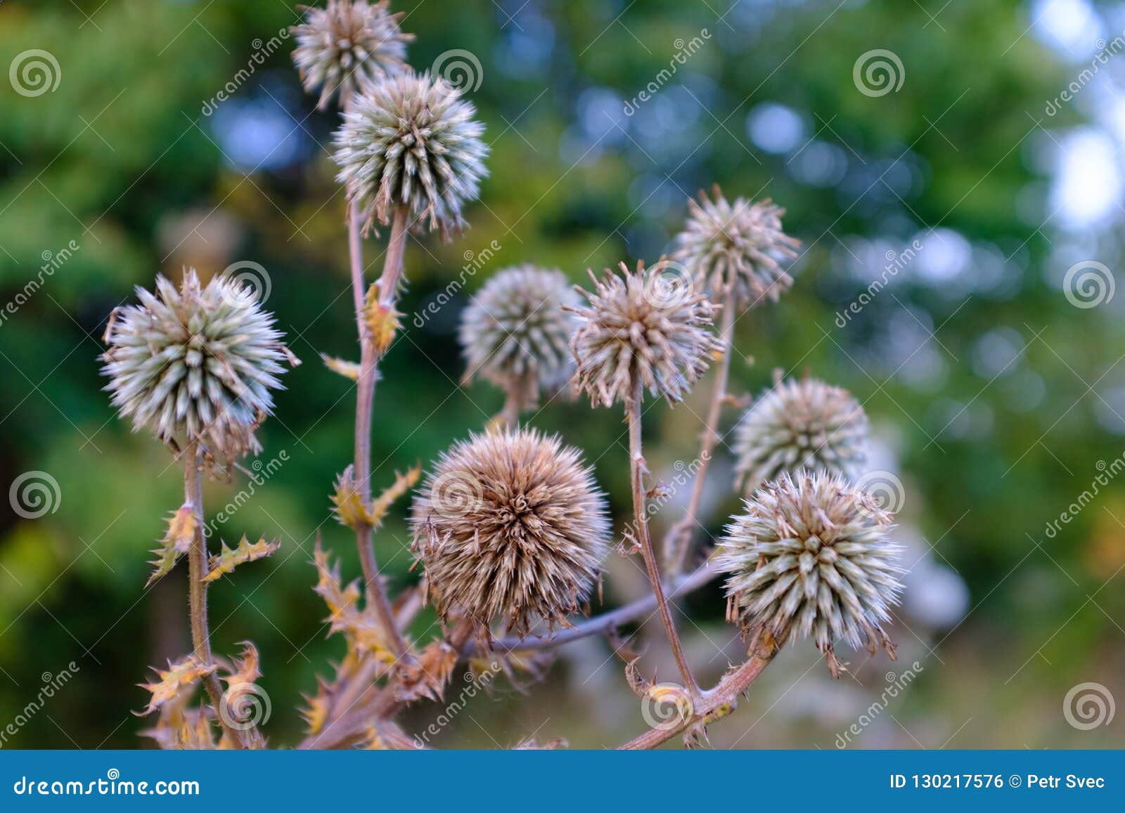 Dry thistle in fall stock photo. Image of detail, grow - 130217576