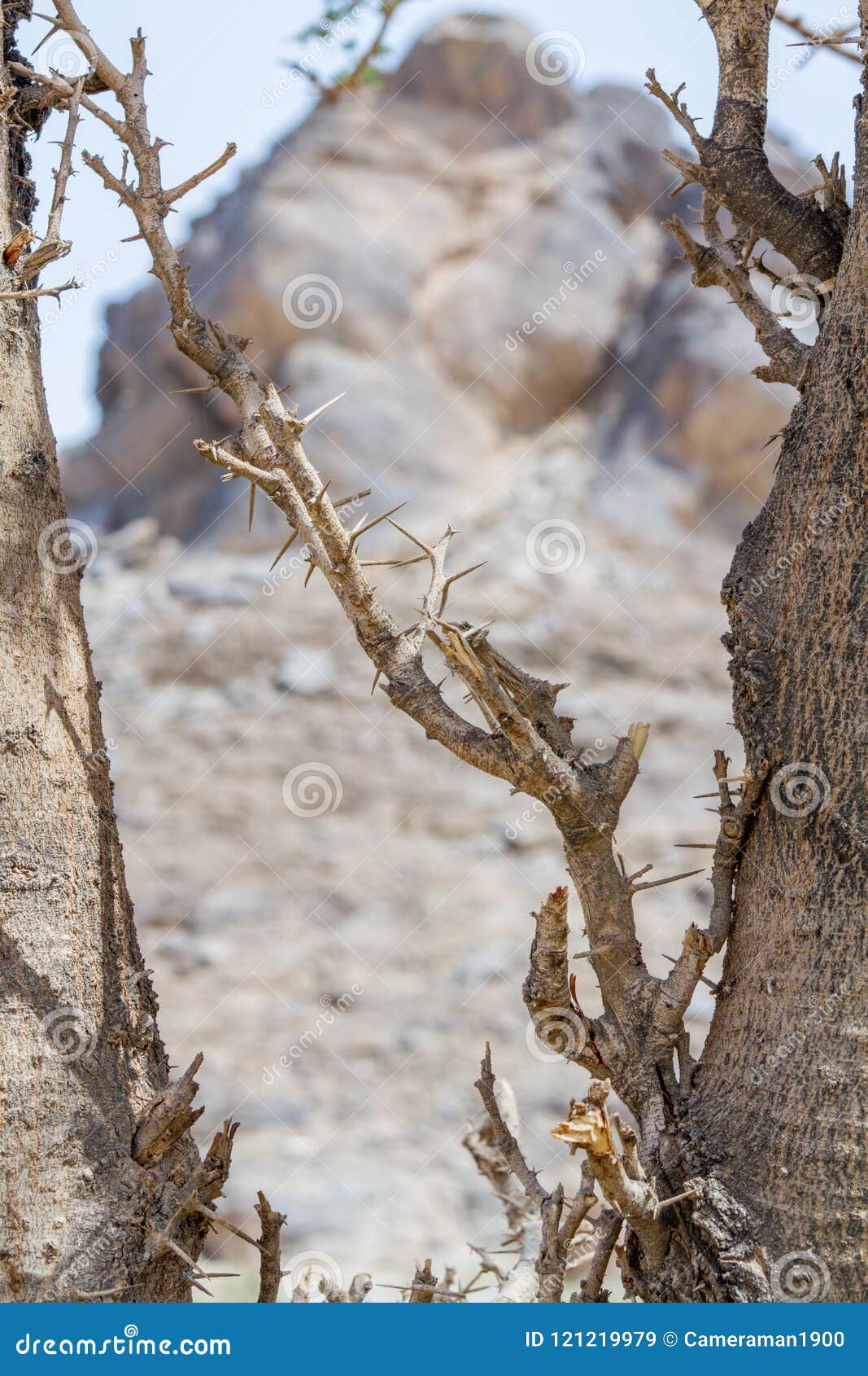 Closeup for Dry Tree Branches Stock Image - Image of light, yellow ...