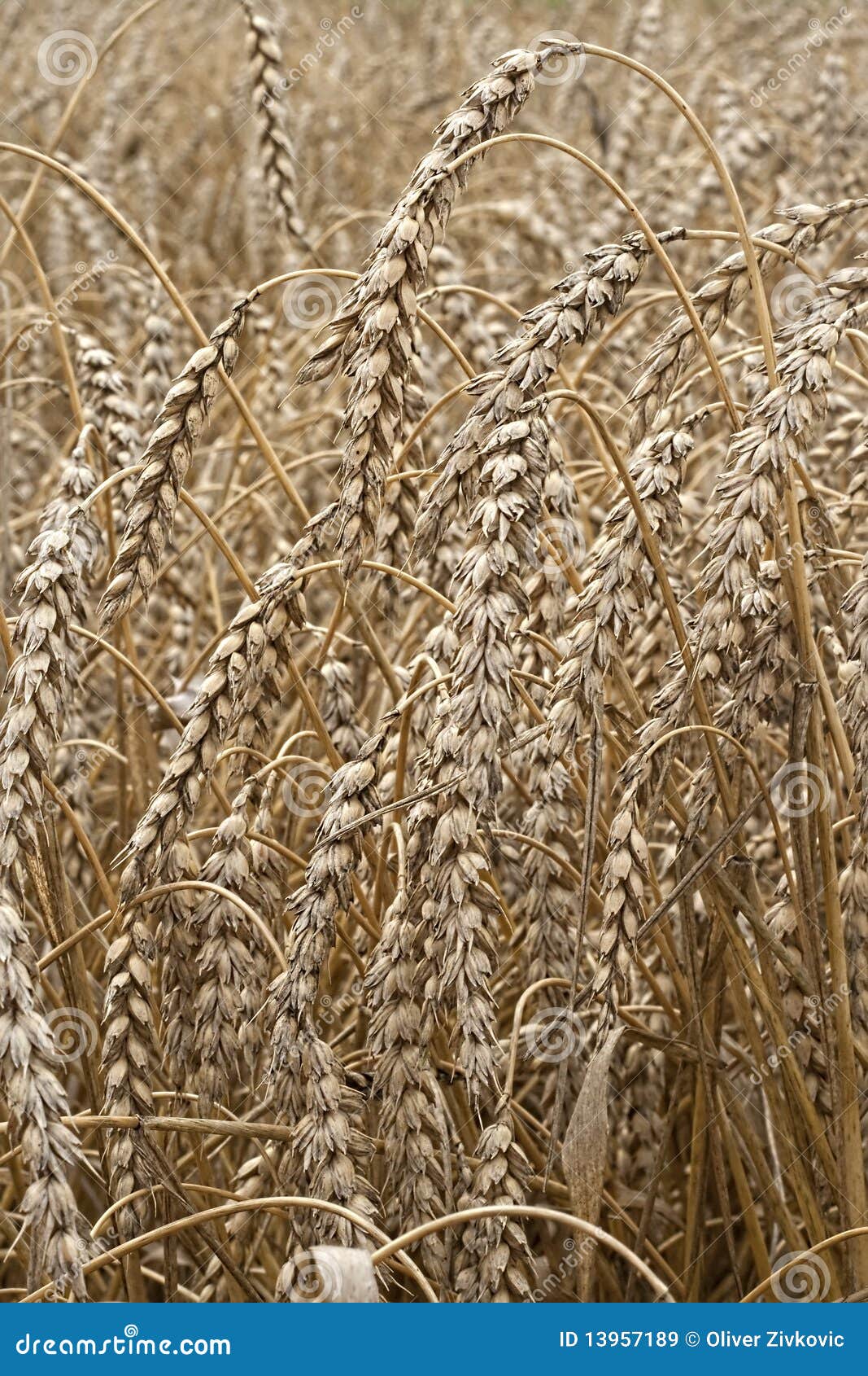 Closeup of dry wheat stock image. Image of golden, background - 13957189