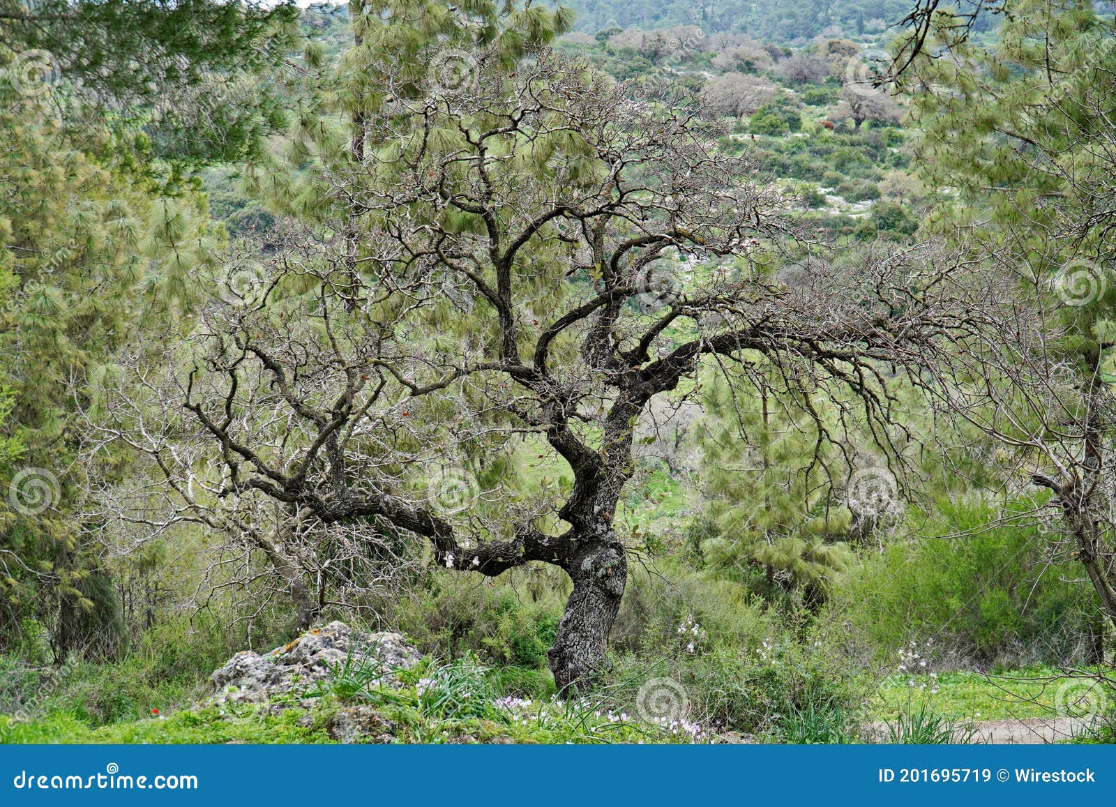 Closeup of a Dry Willow Tree Surrounded by Green Nature and Trees ...