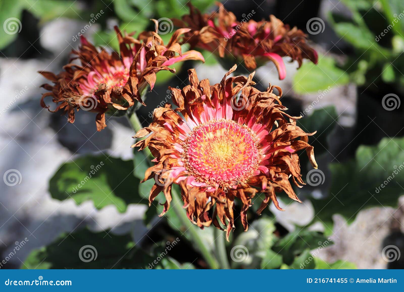 Closeup of Drying Pink Gerbera Flower Heads Stock Image - Image of ...