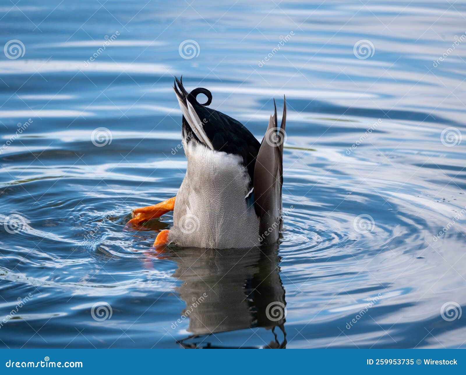 Closeup of a Duck Diving in a Reflective Lake Stock Image - Image of ...