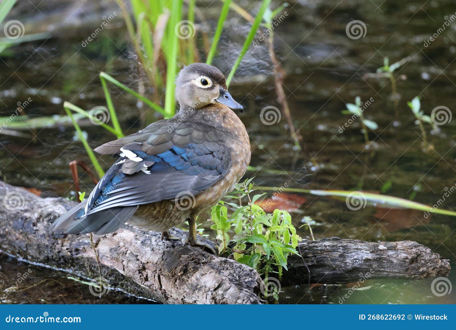 Closeup of a Duck on a Fallen Branch in a Pond Stock Photo - Image of ...