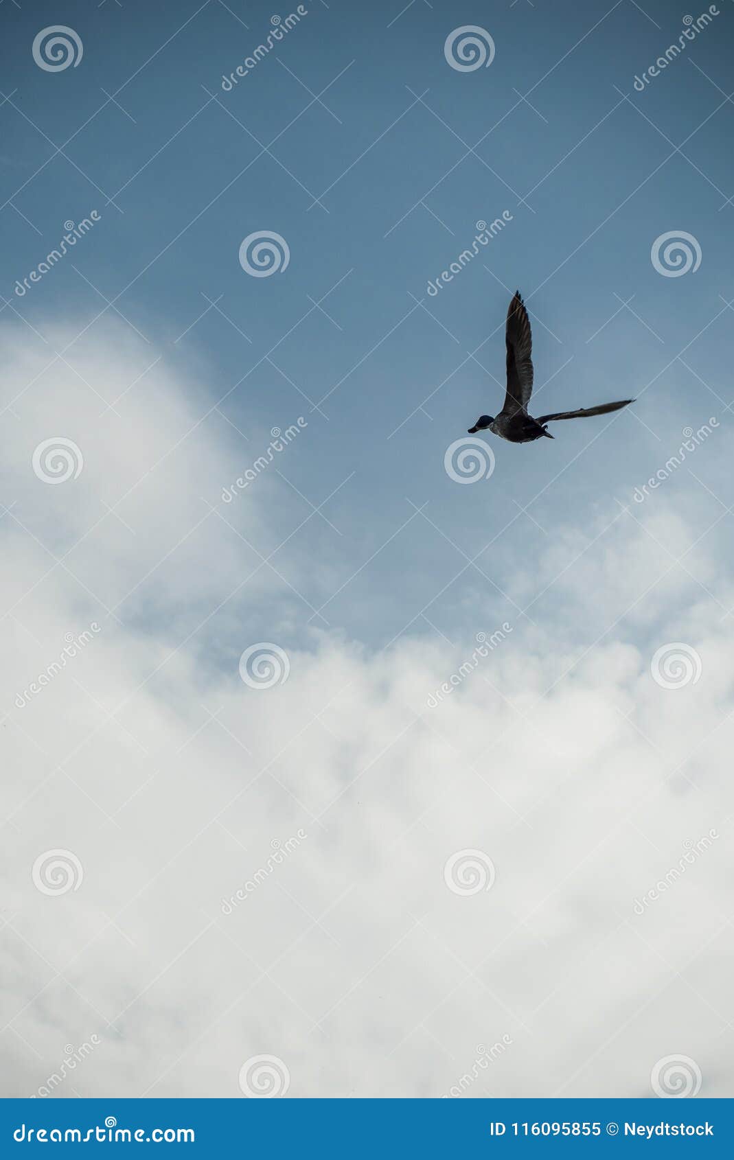 Duck Flying on Cloudy Sky Background Stock Image - Image of duck ...