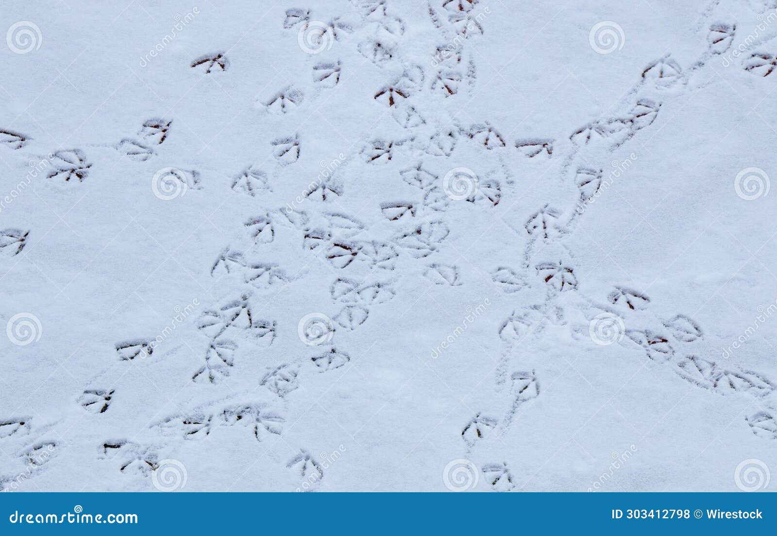 Closeup of Duck Footprints on the Snow Stock Photo - Image of trail ...