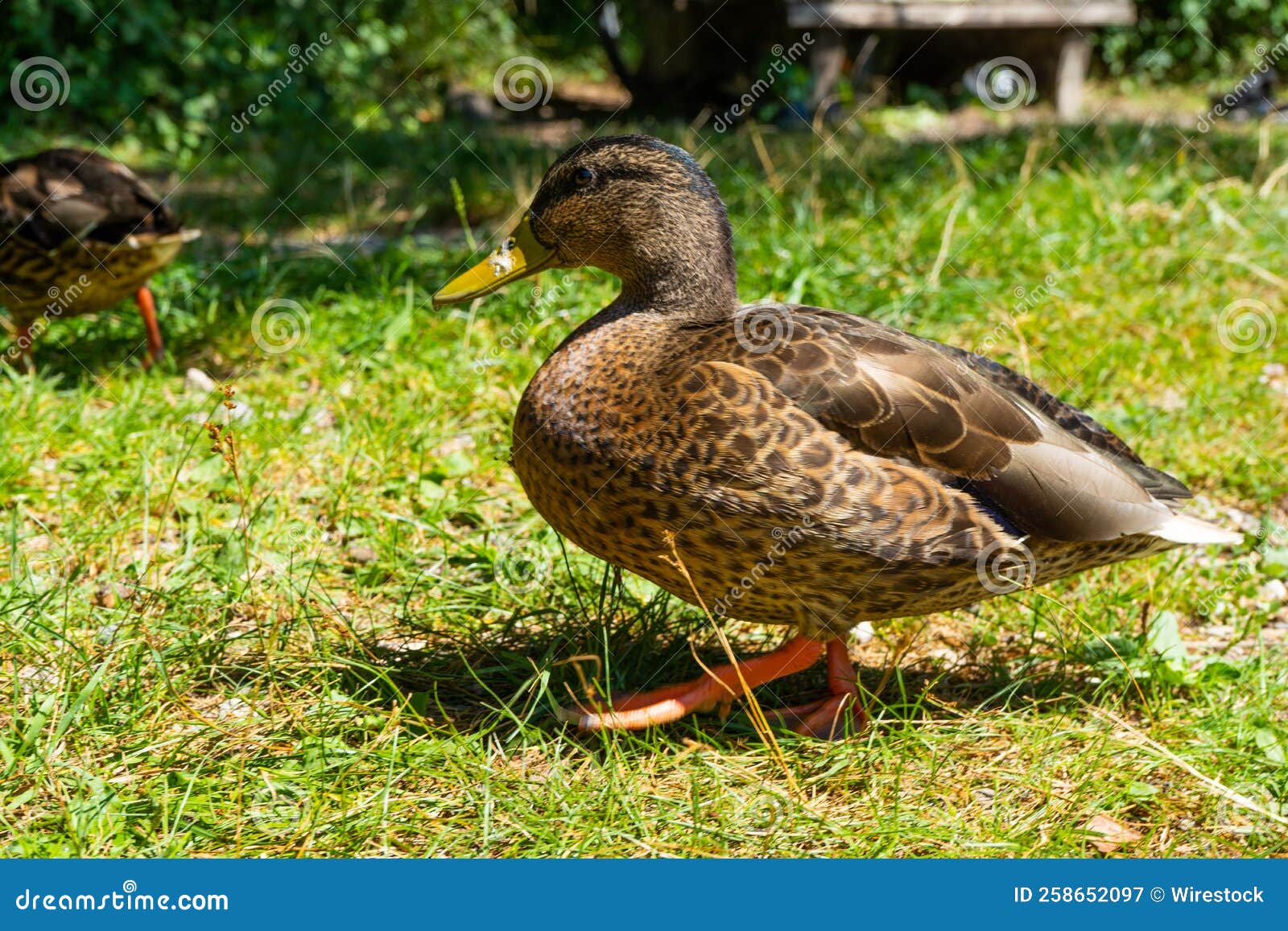 Closeup of a Duck on Grass. Stock Image - Image of wildlife, feather ...