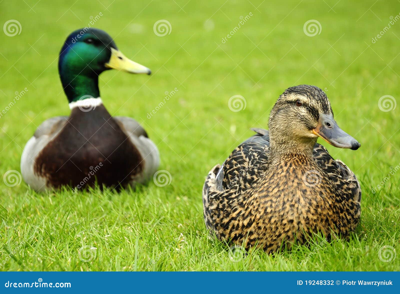Closeup for ducks couple stock photo. Image of ornithology - 19248332