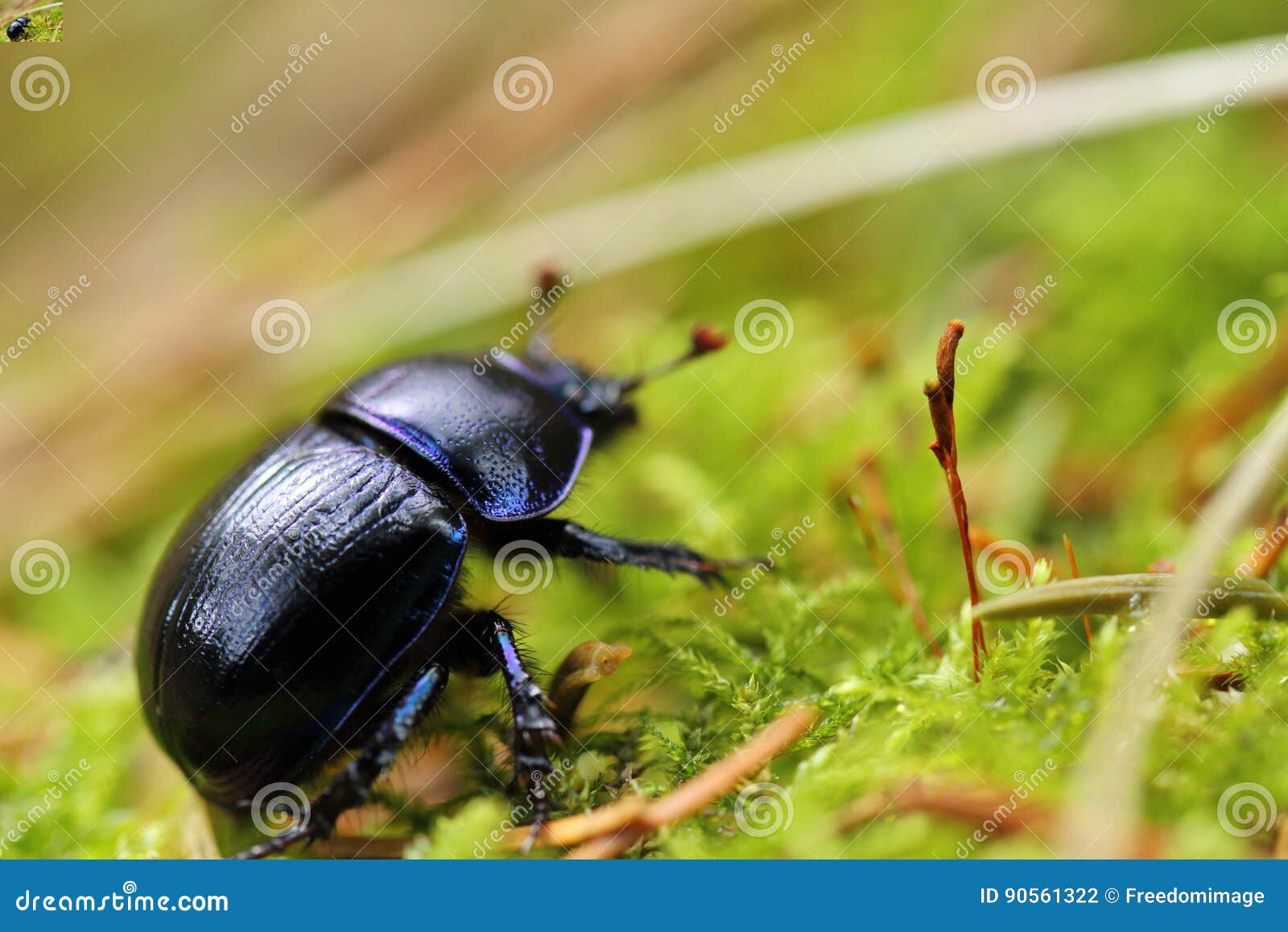 Closeup of a dung beetle stock photo. Image of macro - 90561322