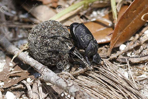 Dung Beetle at Work stock photo. Image of environment - 291900480