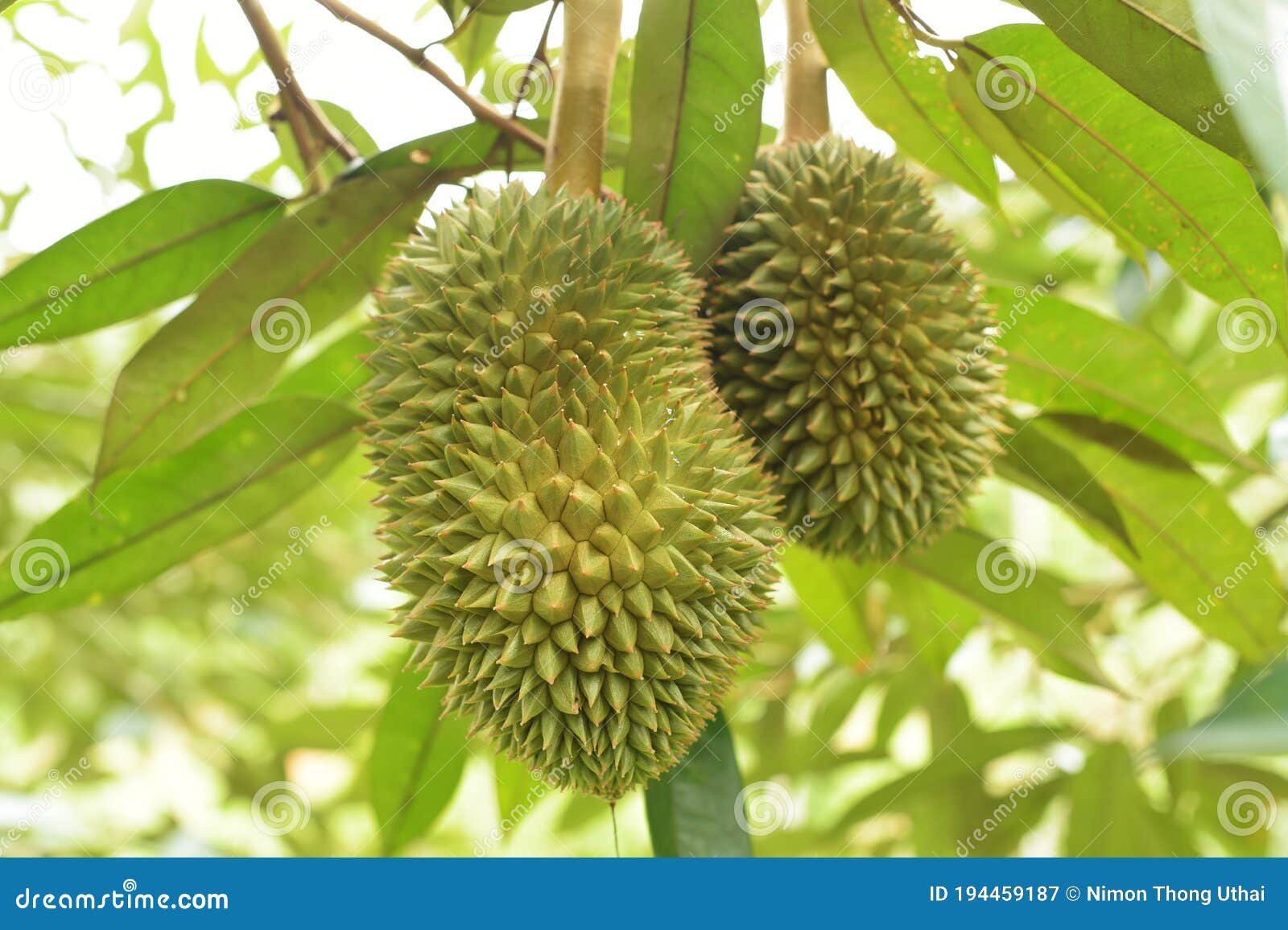 Closeup Of Durian Texture Royalty-Free Stock Image | CartoonDealer.com ...