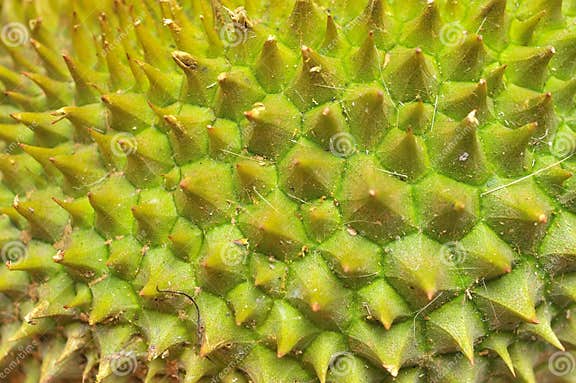 Closeup of durian texture stock photo. Image of durian - 16350436