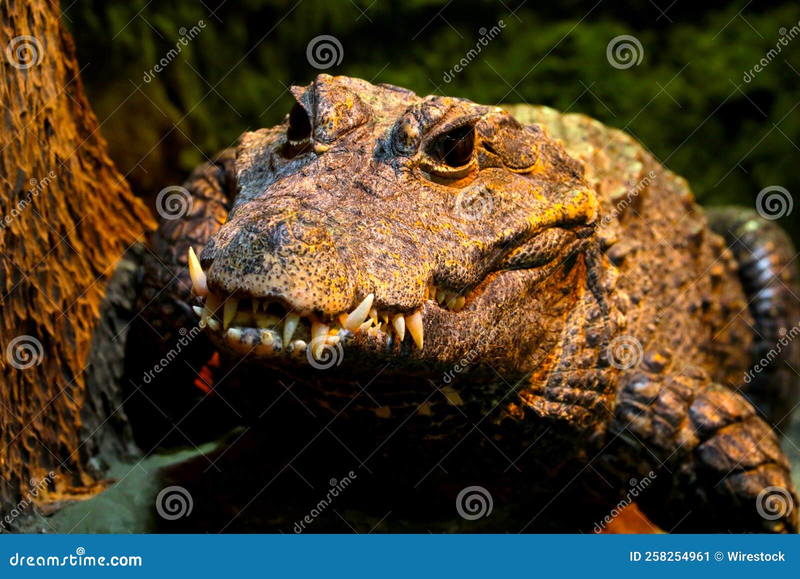 Closeup of Dwarf Crocodile with Sharp Teeth on Blur Background Stock ...