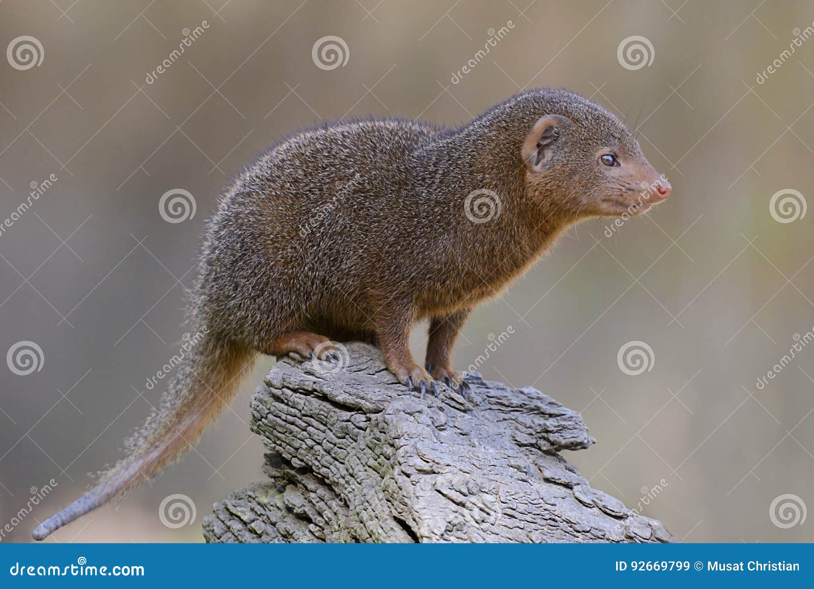 Closeup dwarf mongoose stock image. Image of africa, finger - 92669799