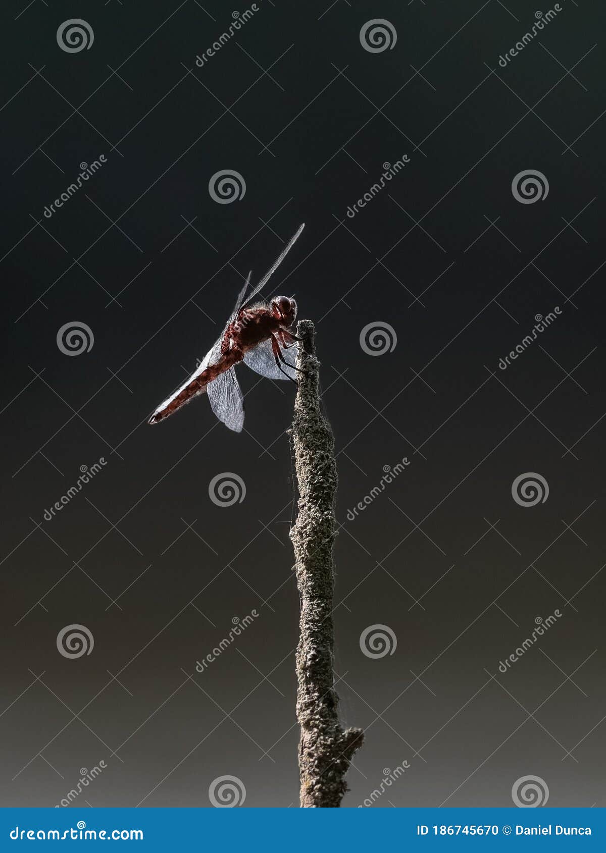 Closeup Dynamic Photo of a Red-blue Dragonfly Stock Photo - Image of ...