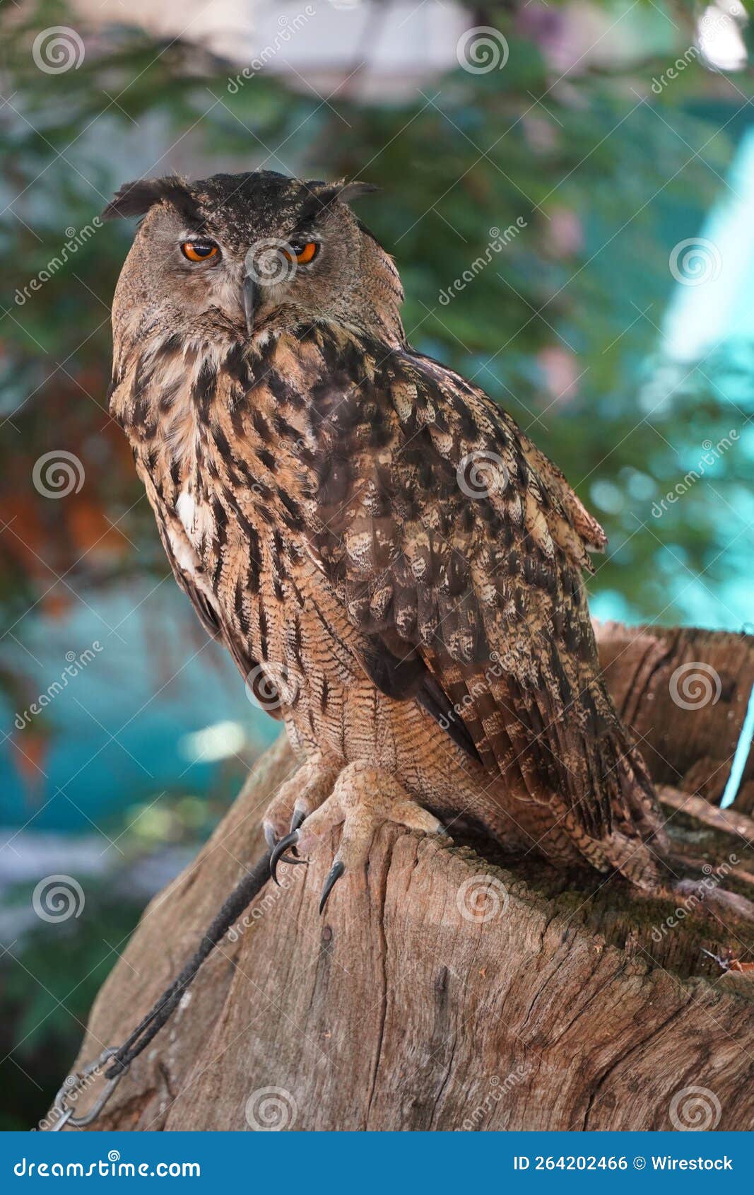 Closeup of an Eagle-owl Perched on a Tree Trunk with Leaves Blurred ...