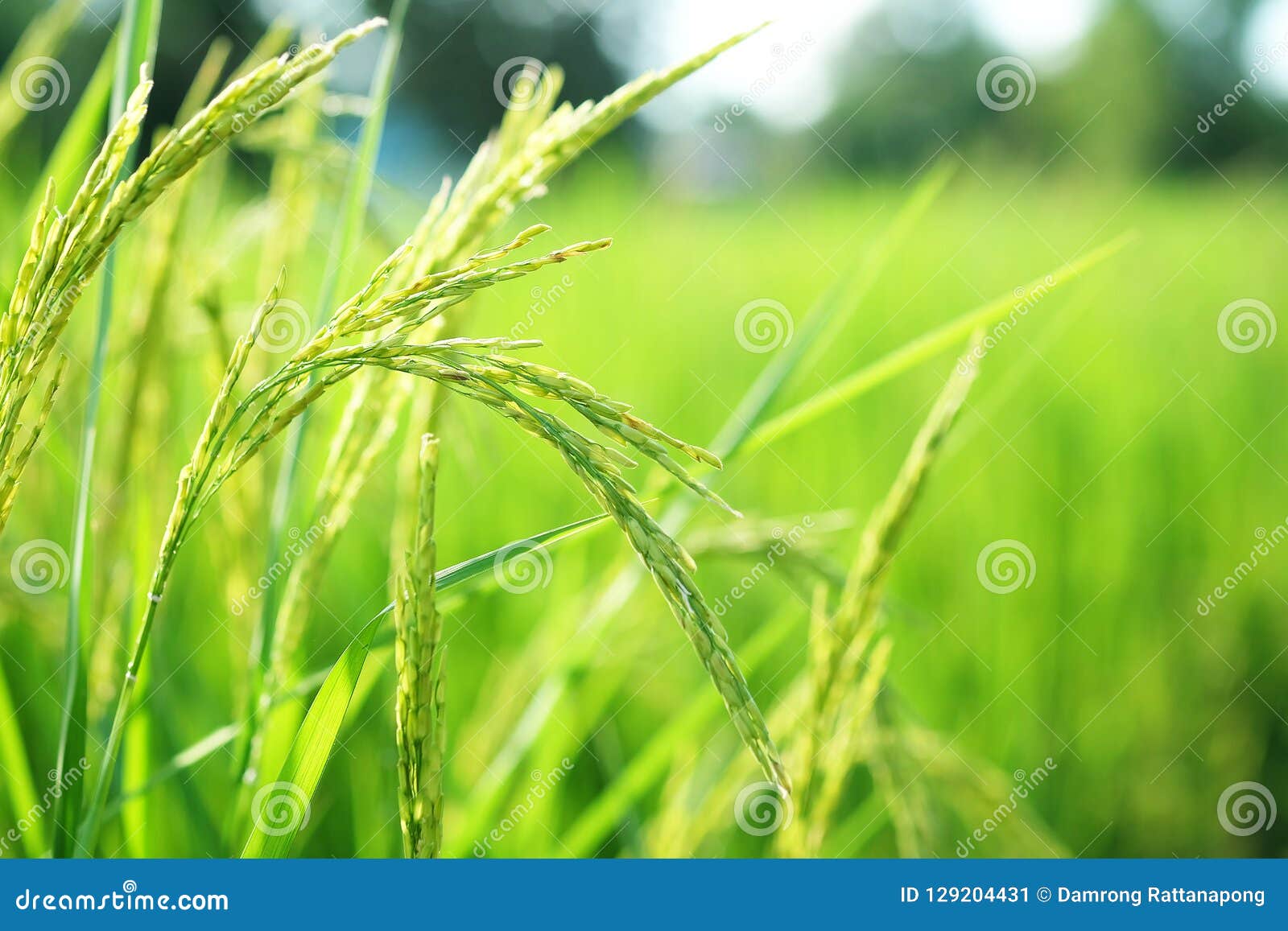 Closeup Ear of Paddy, Golden Rice Field Stock Image - Image of flora ...