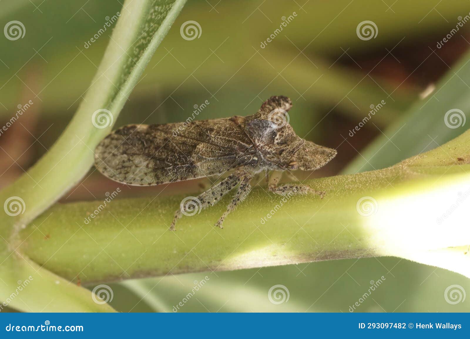 Closeup on the Eared Leafhopper Cicada Bug, Ledra Aurita Stock Photo ...