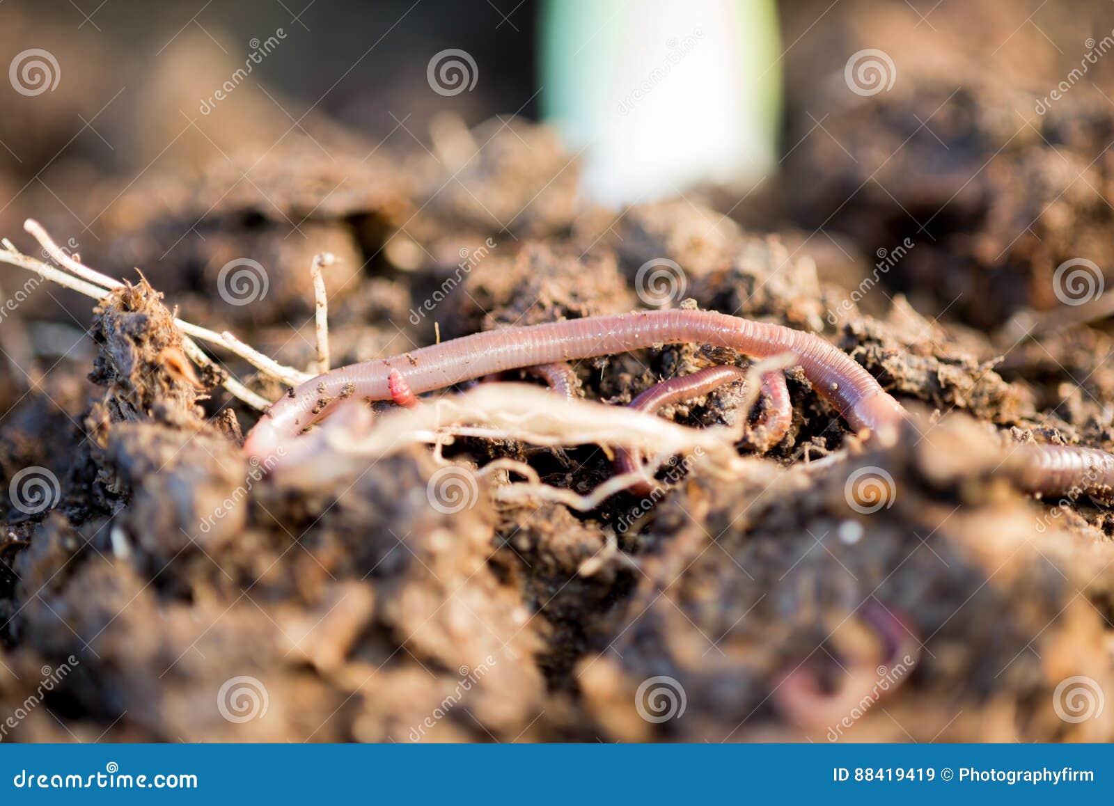 Closeup of Earthworms on Soil Stock Image - Image of wiggler, bait ...
