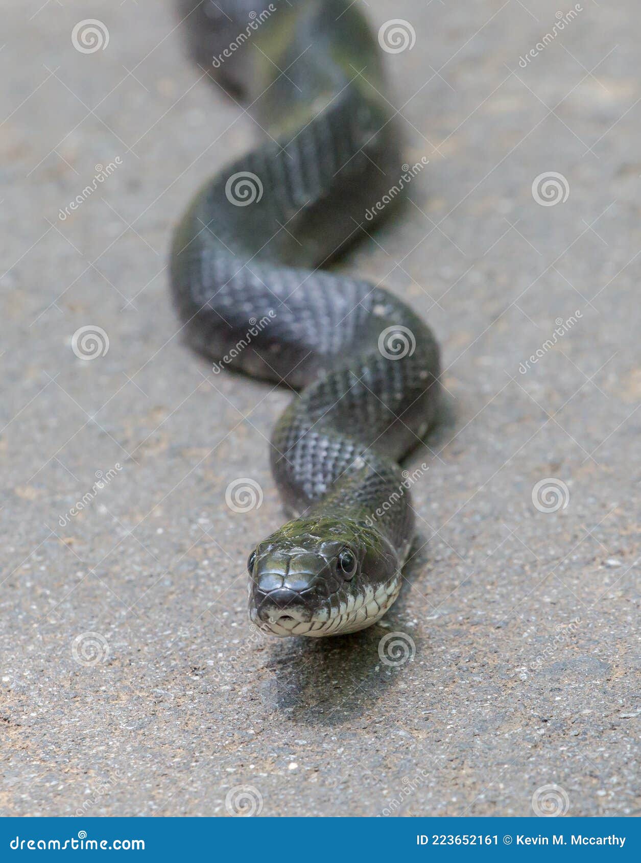 Closeup of Eastern Black Rat Snake Stock Image - Image of eastern ...