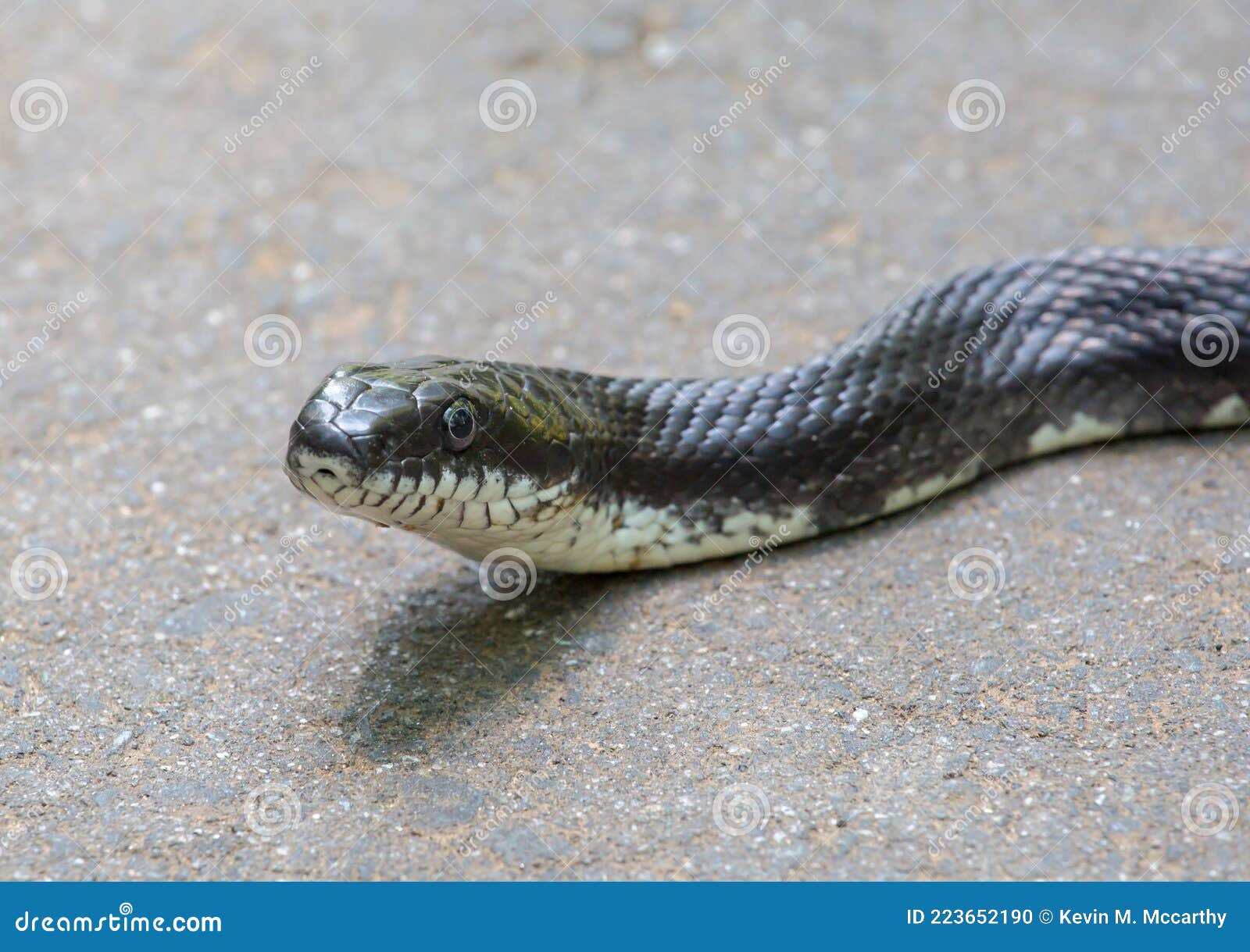 Closeup of Eastern Black Rat Snake Stock Photo - Image of coldblooded ...