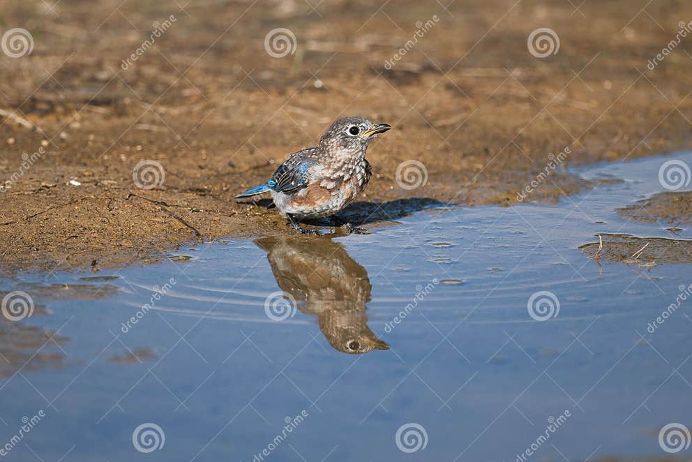 Closeup of an Eastern Bluebird Reflecting on a Puddle Stock Image ...