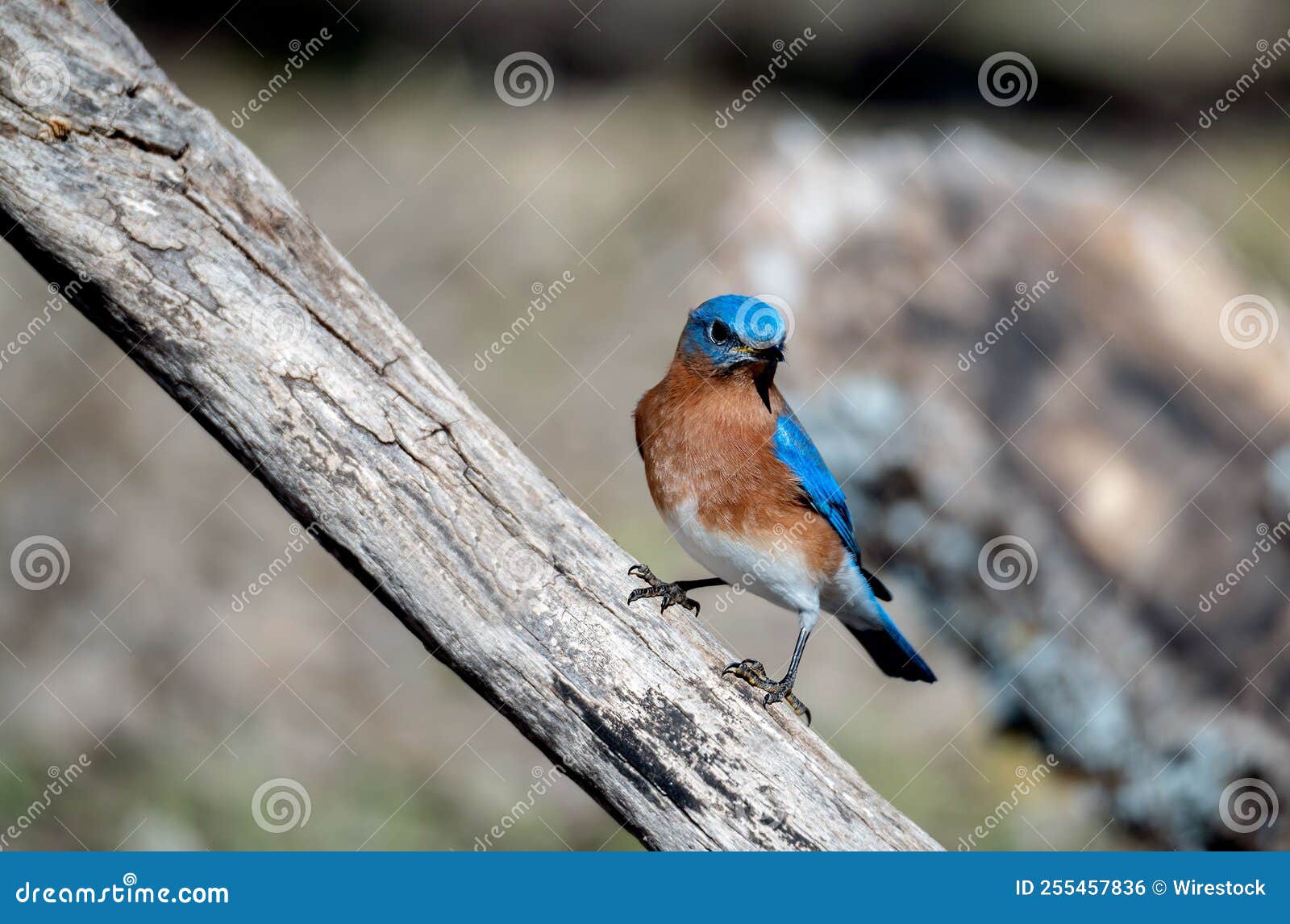 Closeup of an Eastern Bluebird on a Tree Branch Stock Photo - Image of ...