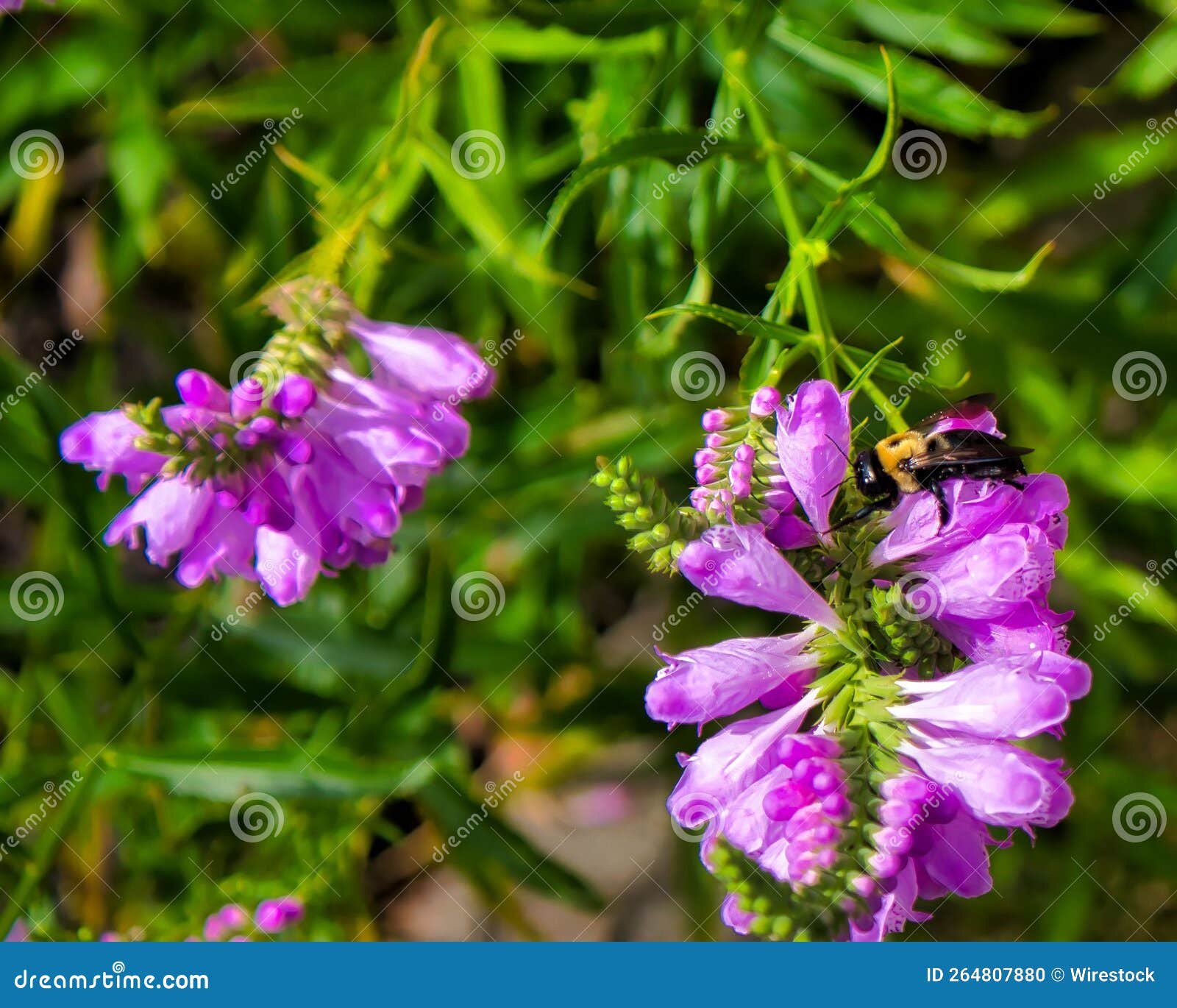 Closeup of the Eastern Carpenter Bee on False Dragonhead. Stock Photo ...