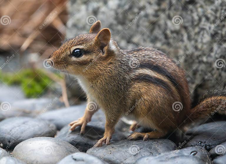 Closeup of an Eastern Chipmunk Stock Photo - Image of mammal, nature ...