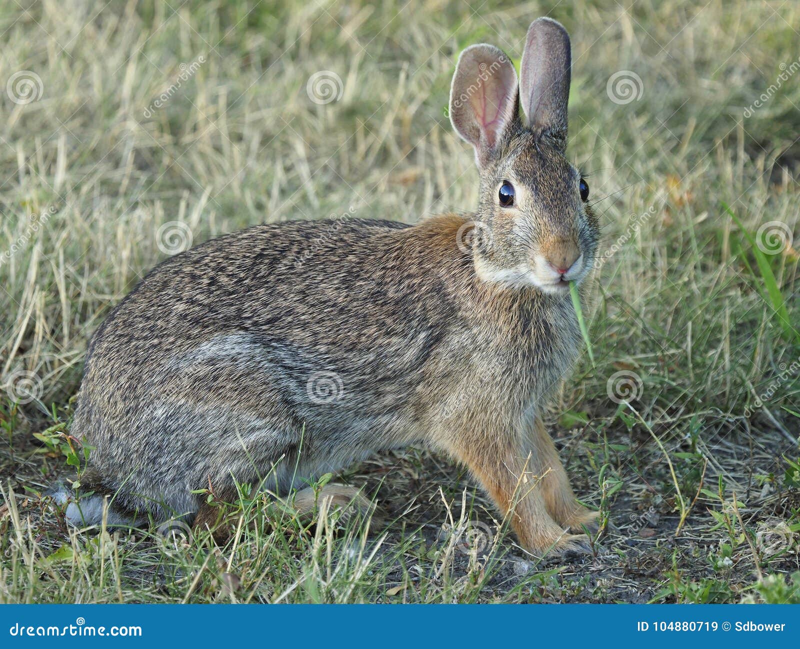 Closeup of a Eastern Cottontail Rabbit Stock Image - Image of nature ...