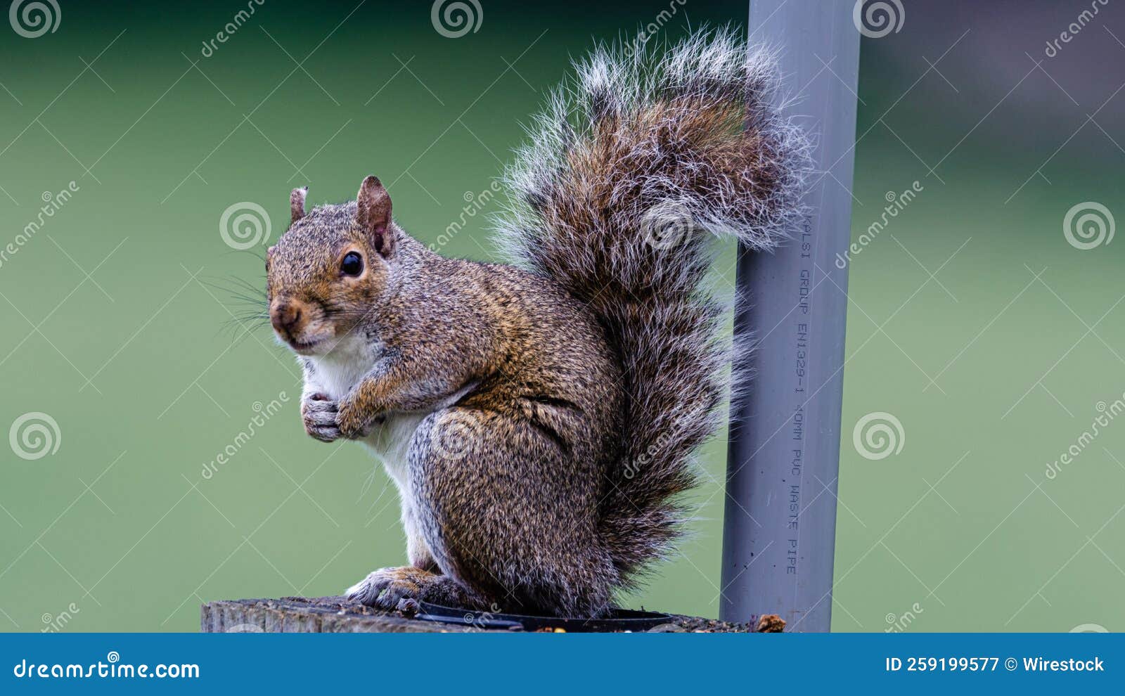 Closeup of an Eastern Gray Squirrel Standing on a Cut Tree Trunk Stock ...