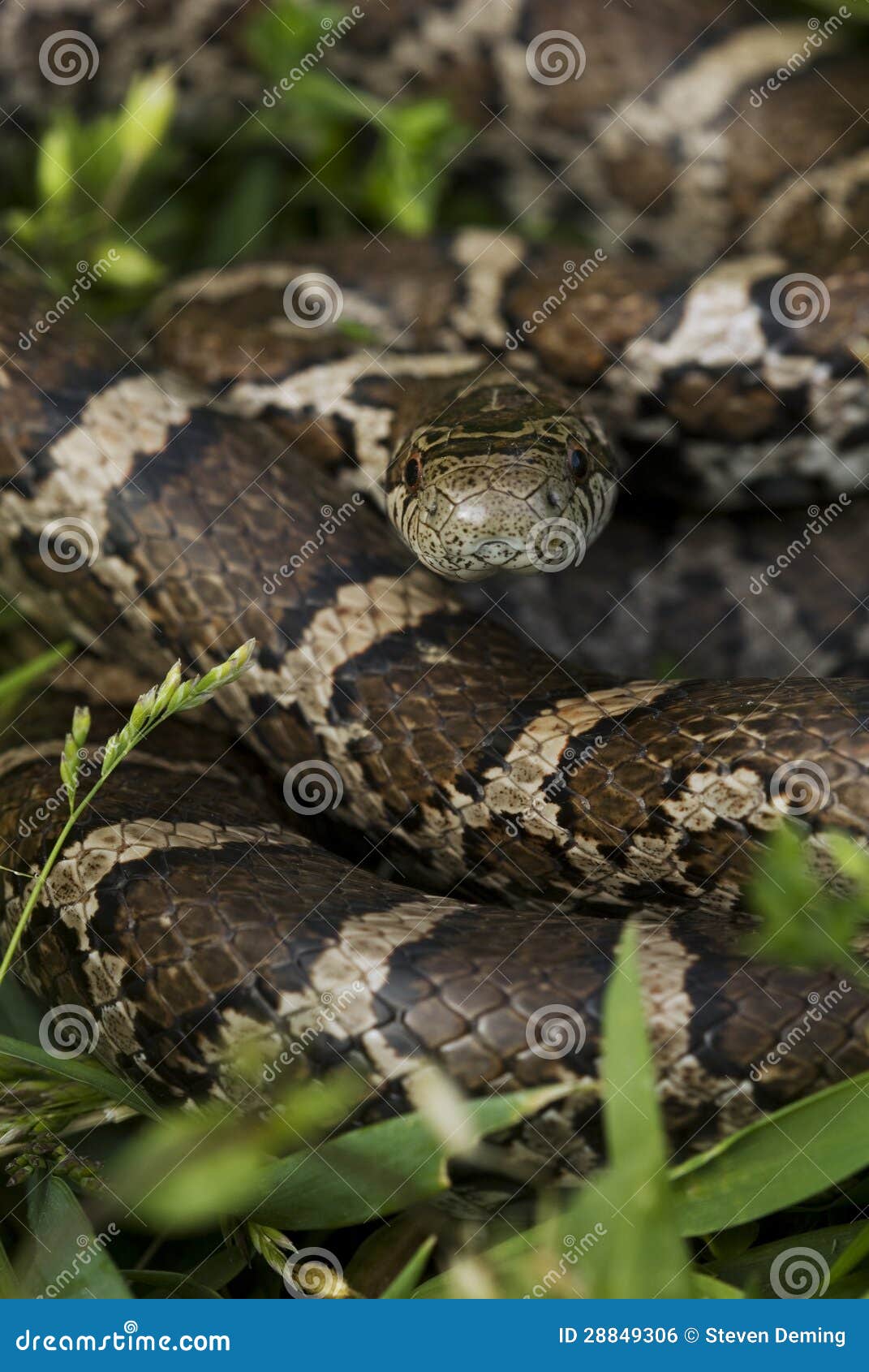 Closeup of an Eastern Milk Snake Stock Photo - Image of milk, patterned ...