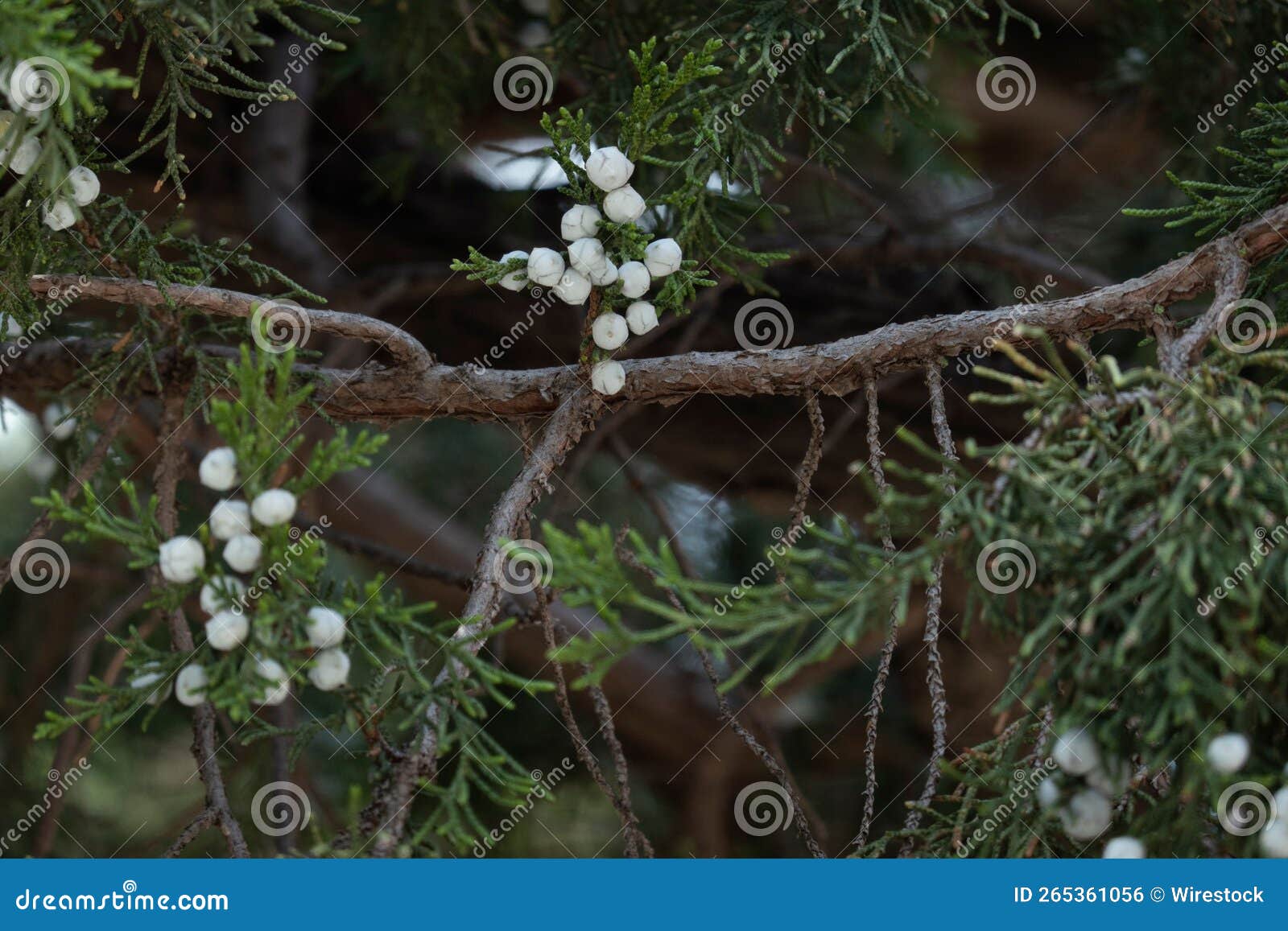 Closeup of an Eastern Red Cedar Branch Stock Photo - Image of flora ...