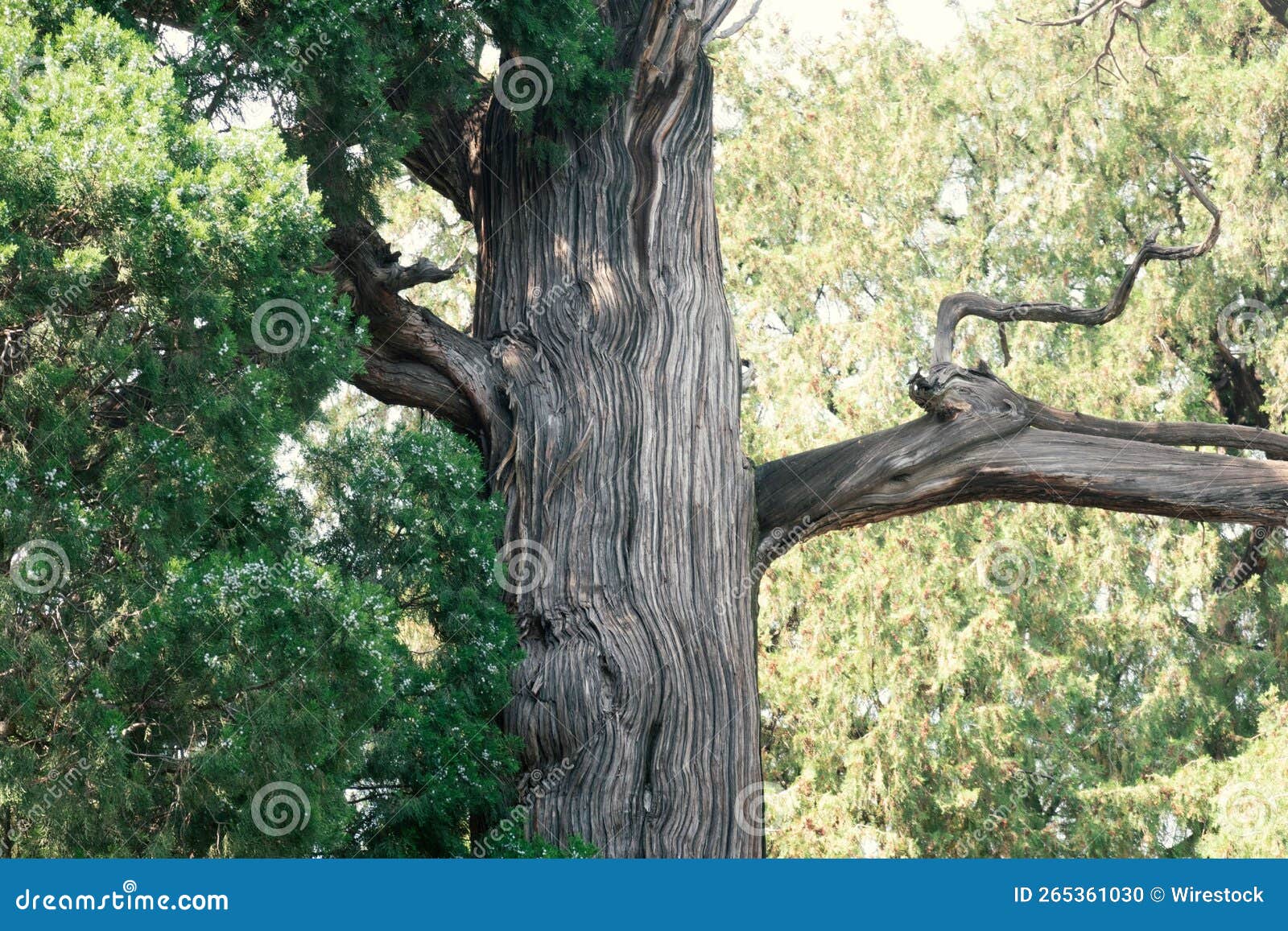 Closeup of an Eastern Red Cedar Tree with Green Branches in Sunlight ...
