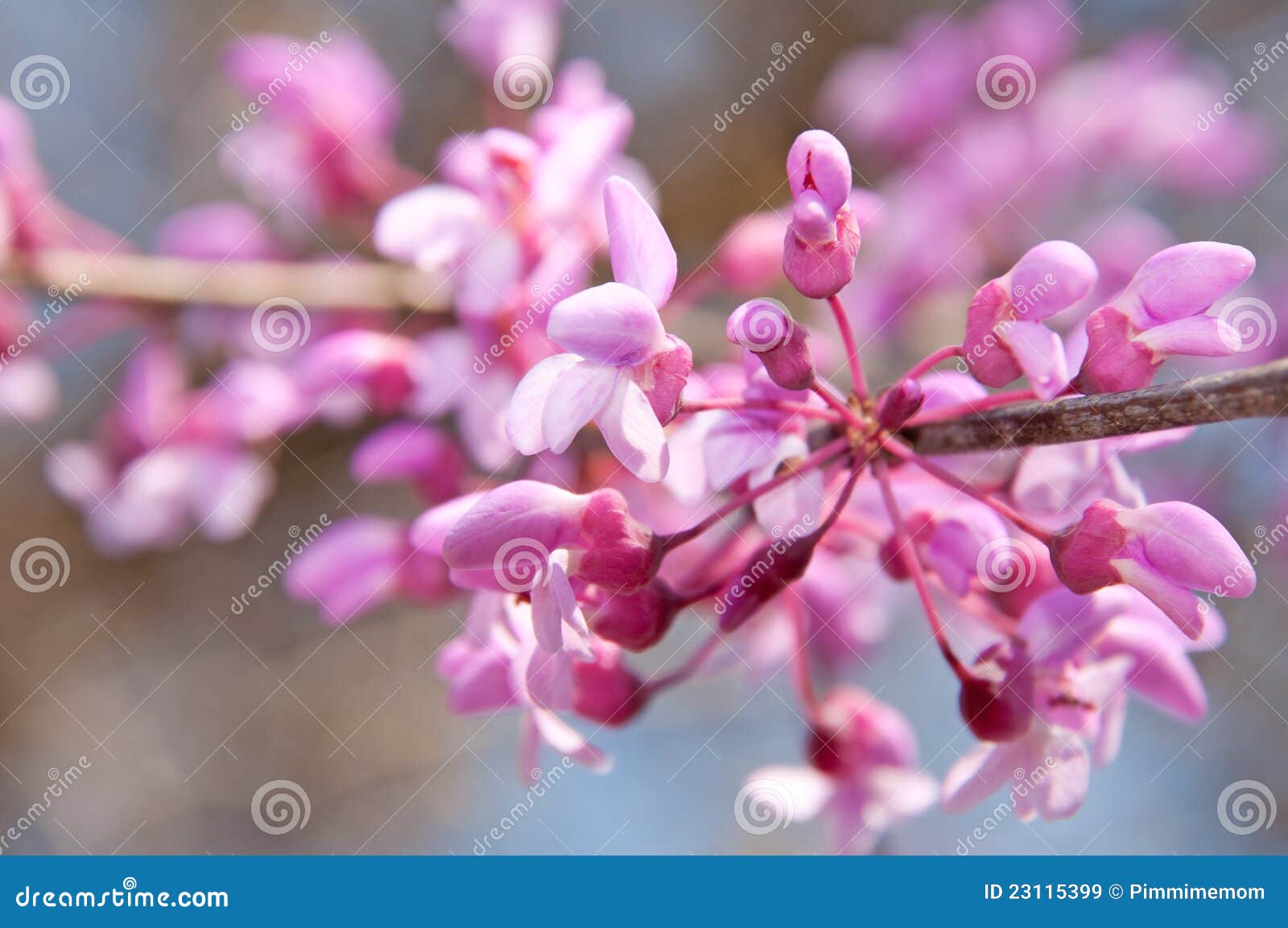 Closeup of Eastern Redbud Flowers Stock Image - Image of colorful ...